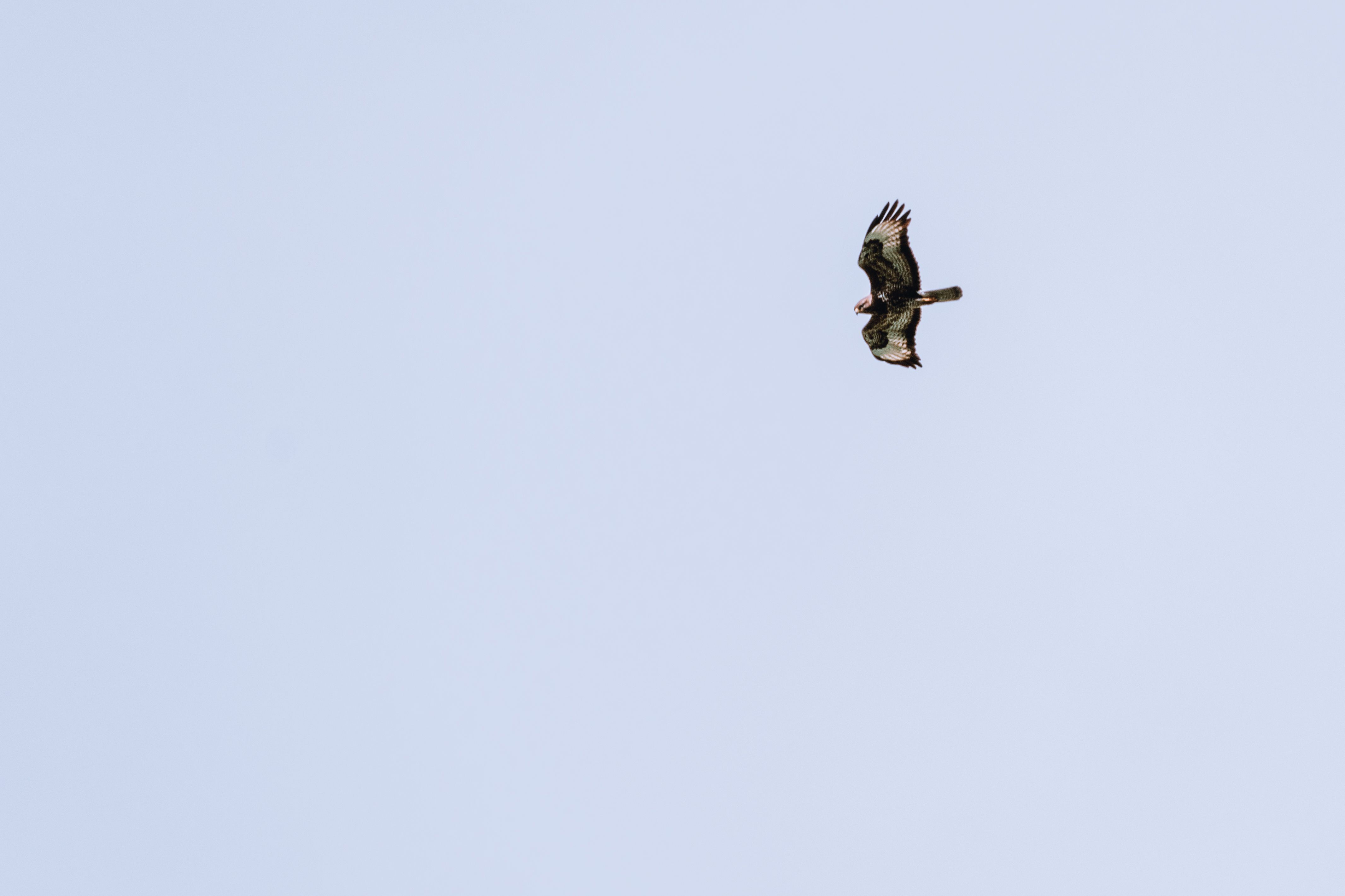 Black Bird Flying Under White Sky · Free Stock Photo