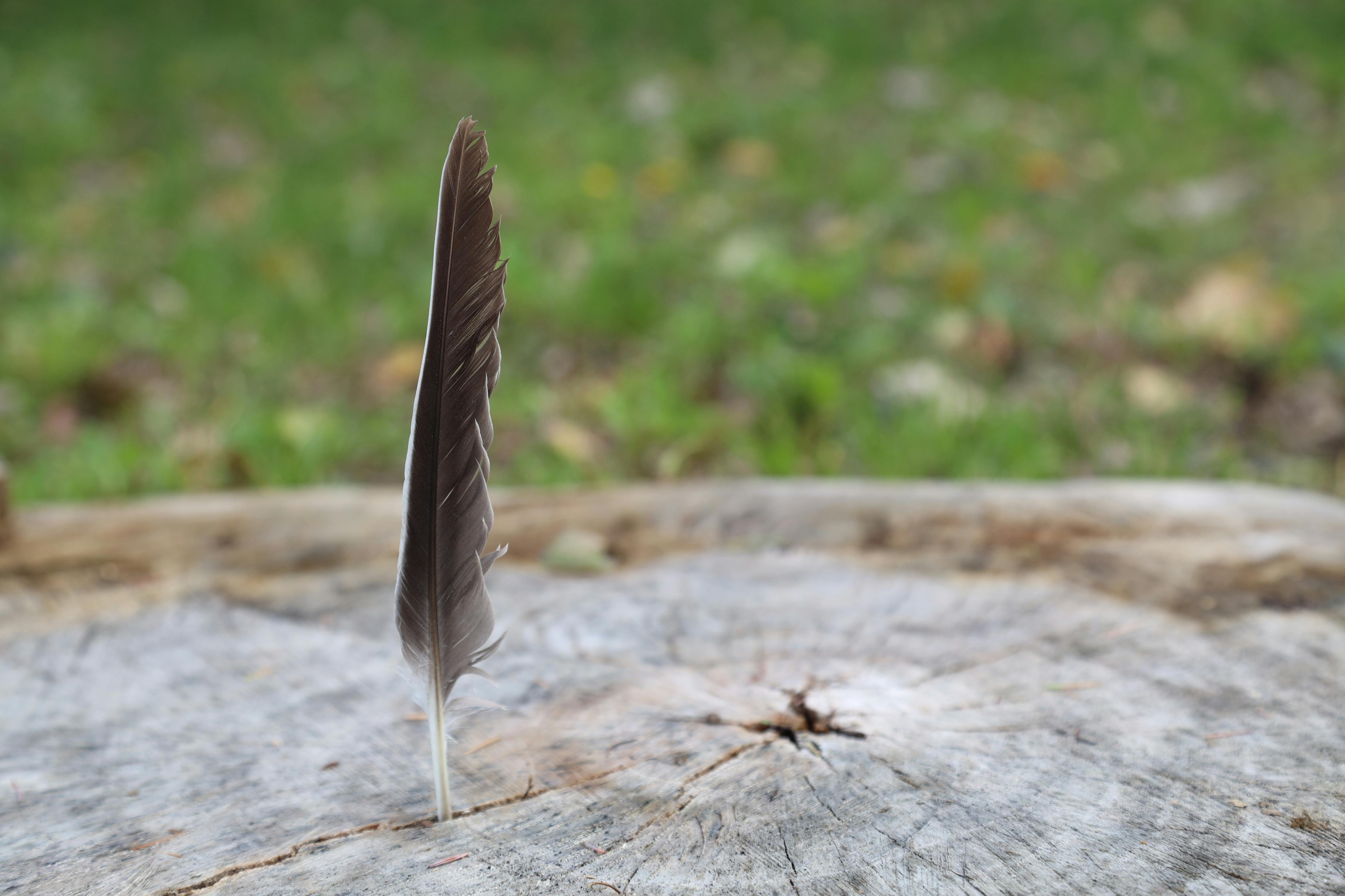 Ink And Feather Writting Photos, Download The BEST Free Ink And Feather ...