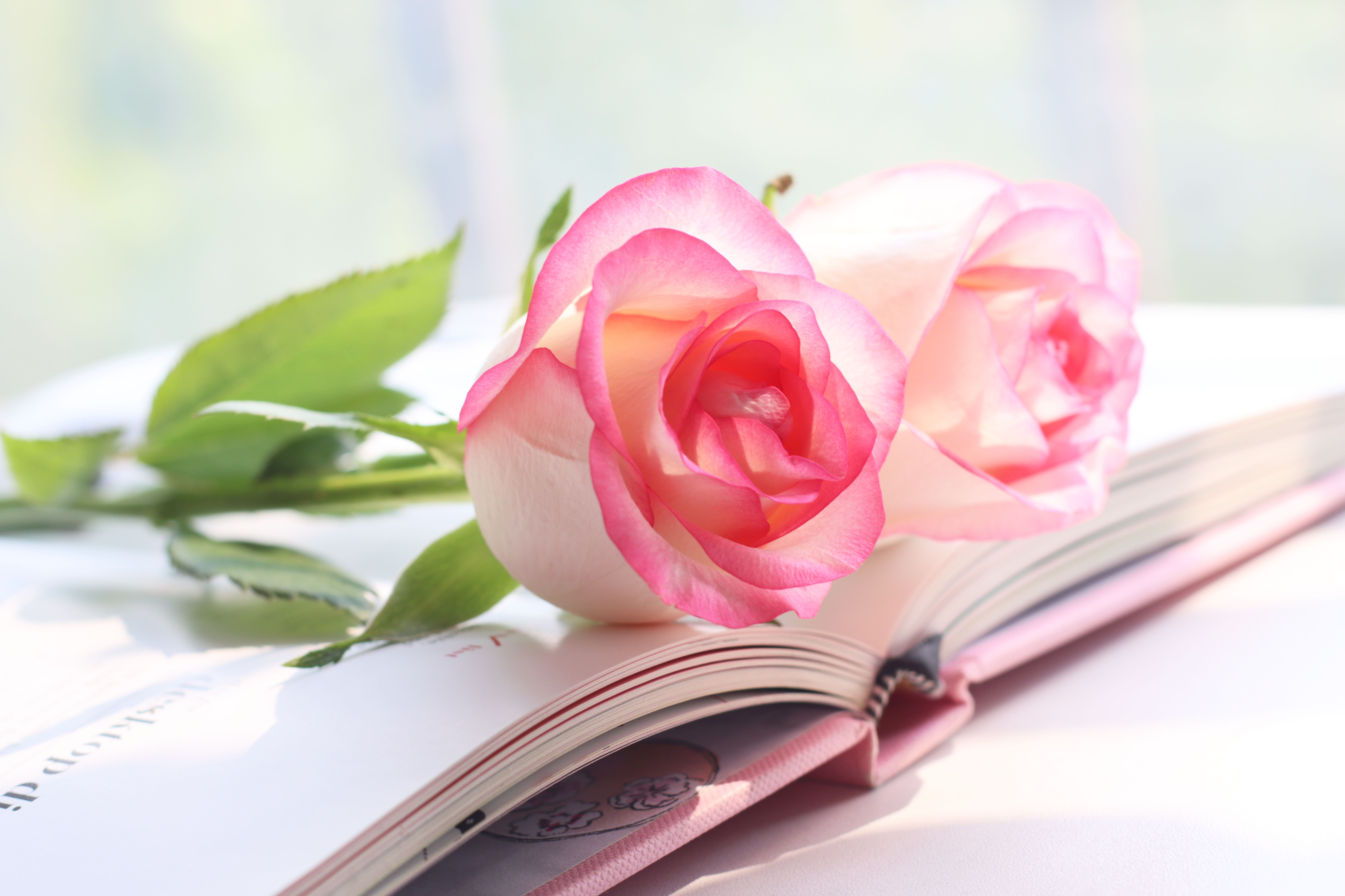 Close-Up Shot of Red Flowers on an Open Book · Free Stock Photo