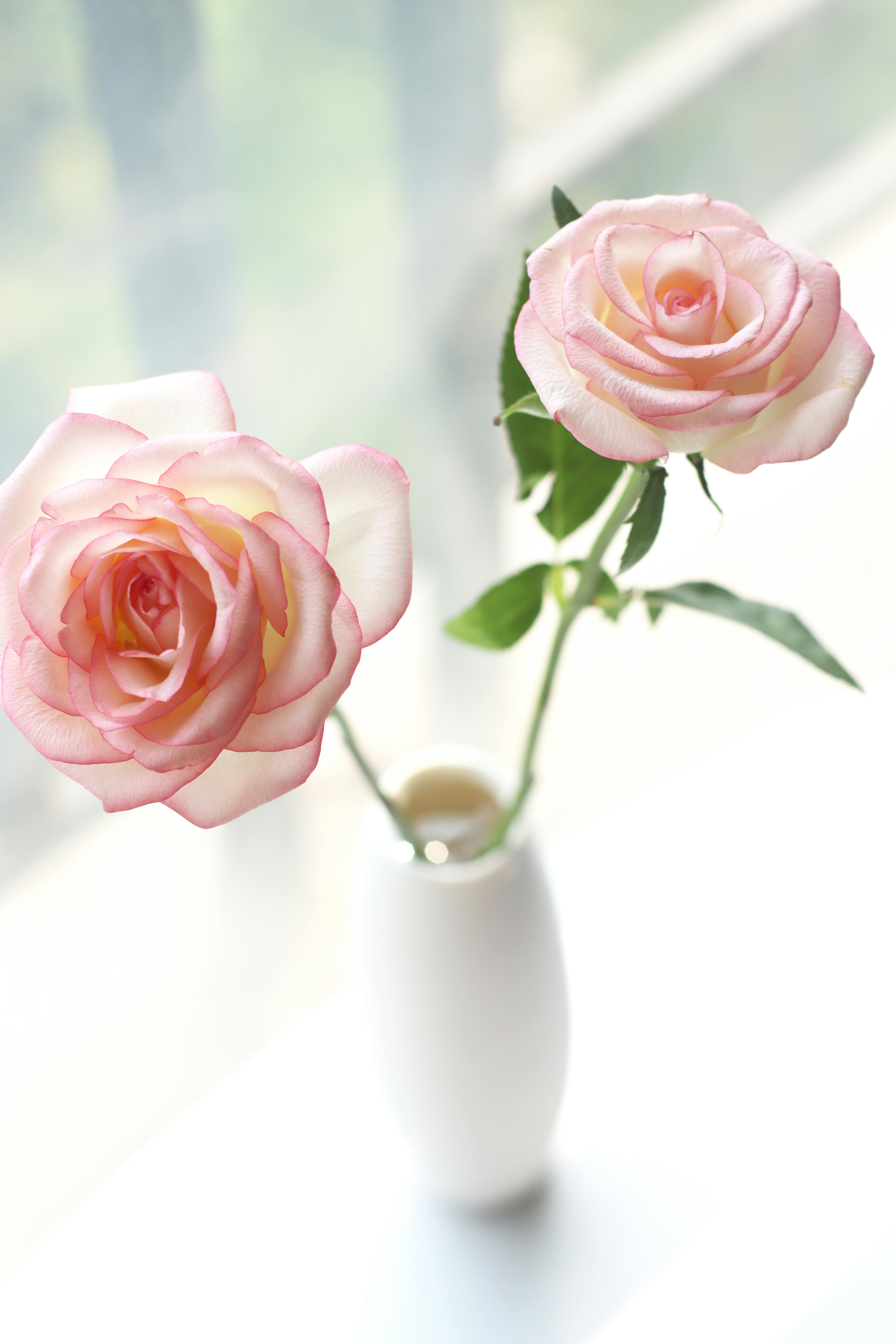 Pink Flower on Brown Ceramic Vase by the Window · Free Stock Photo