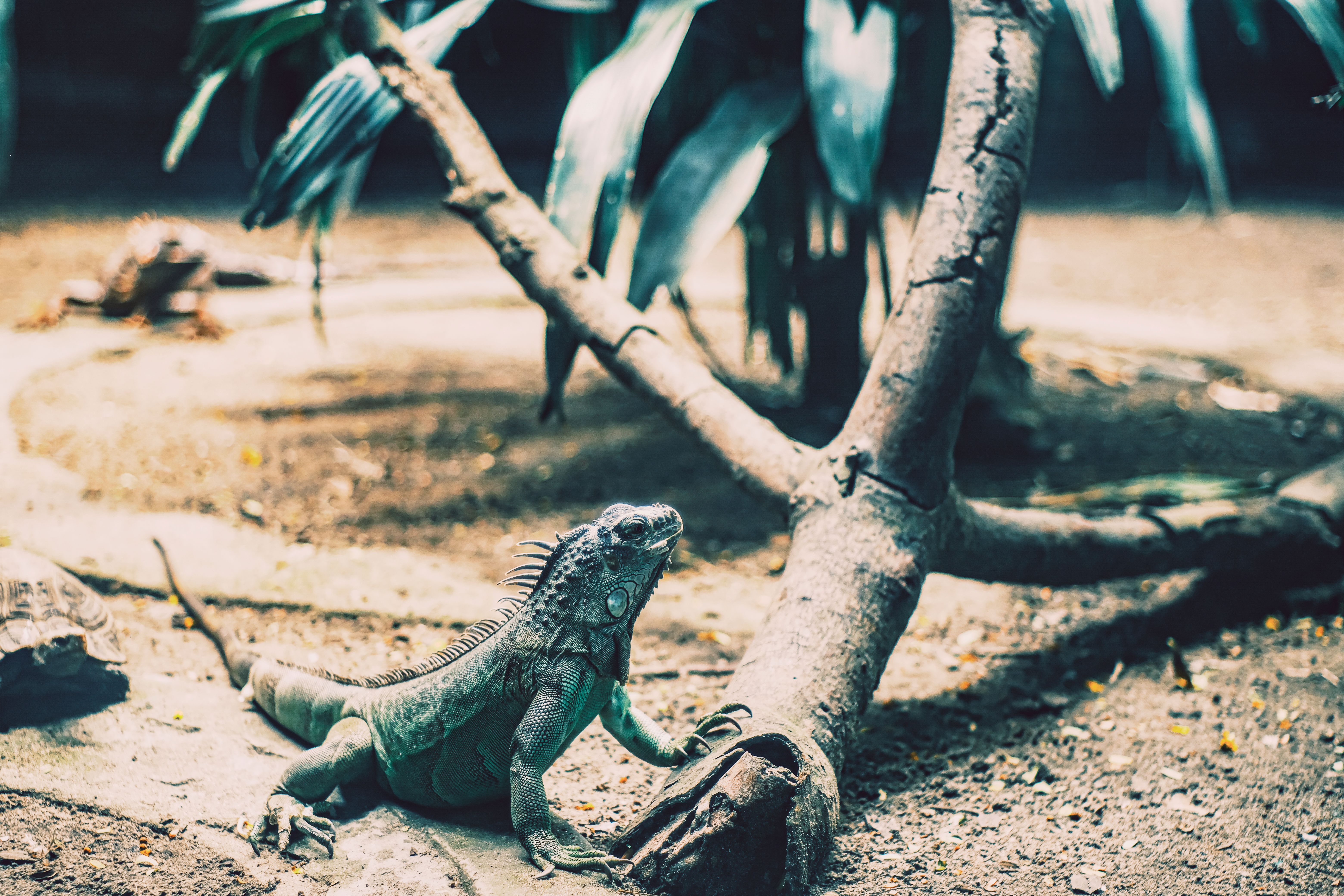 Photo of Turtles · Free Stock Photo