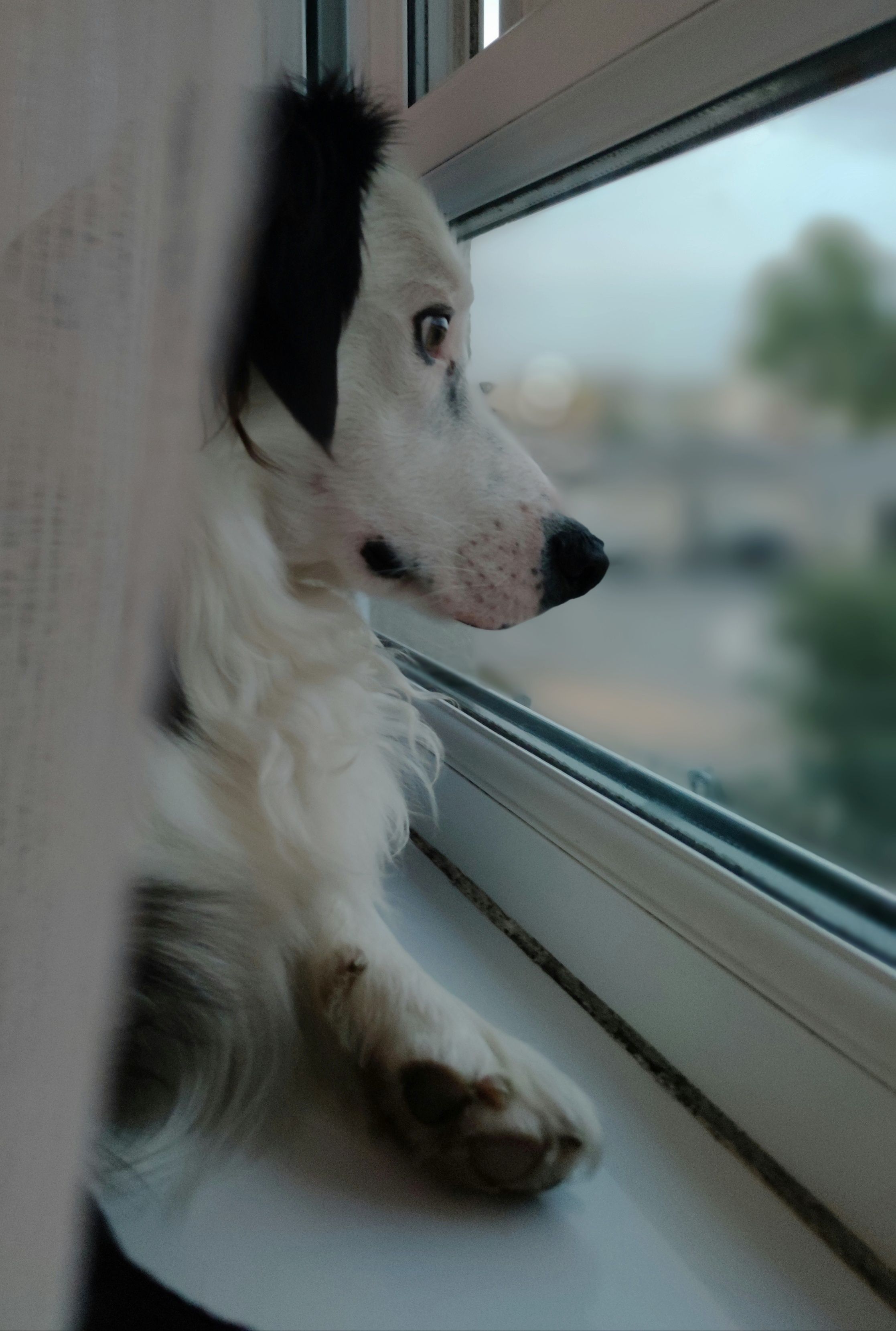 White ang Black Dog Looking through the Window · Free Stock Photo