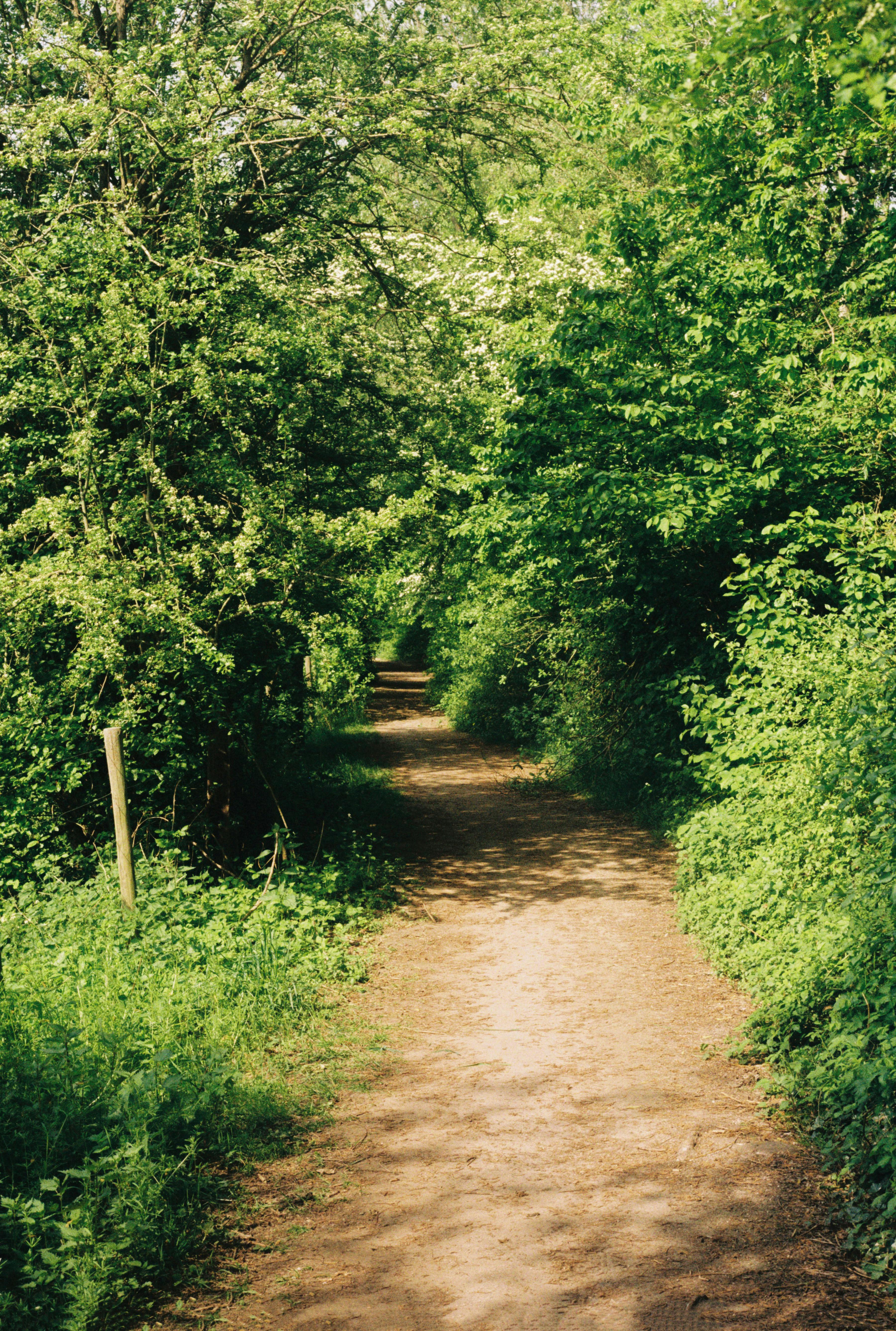 A Dirt Road Between Green Trees · Free Stock Photo