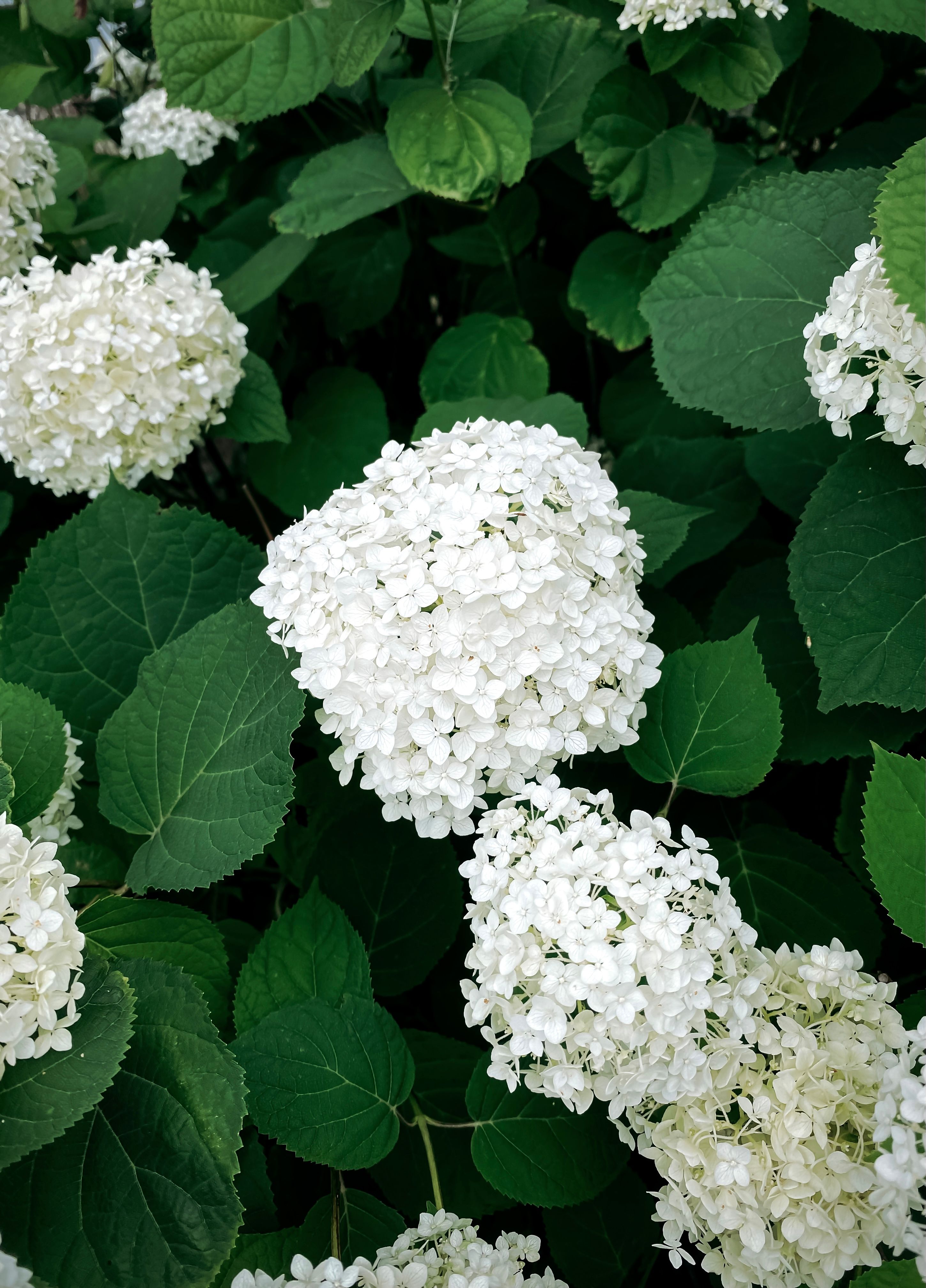 A Pink Hydrangea Shrub · Free Stock Photo