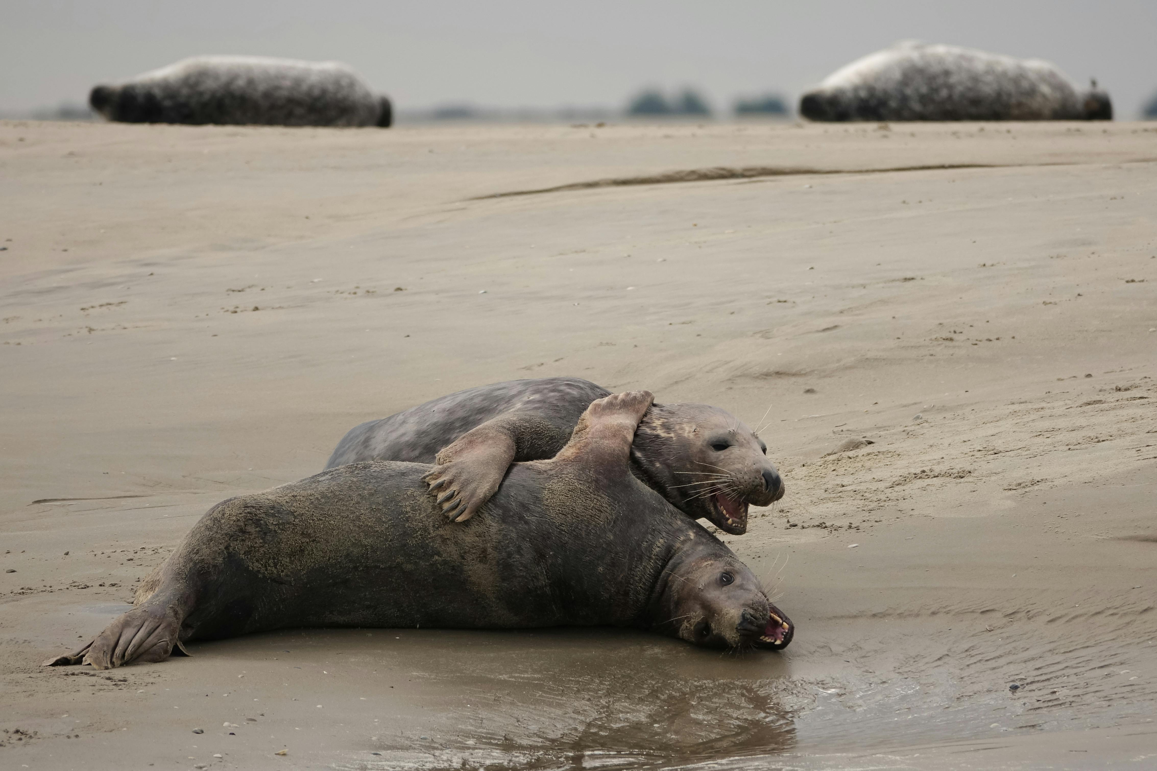 Seals Playing on Brown Sand · Free Stock Photo