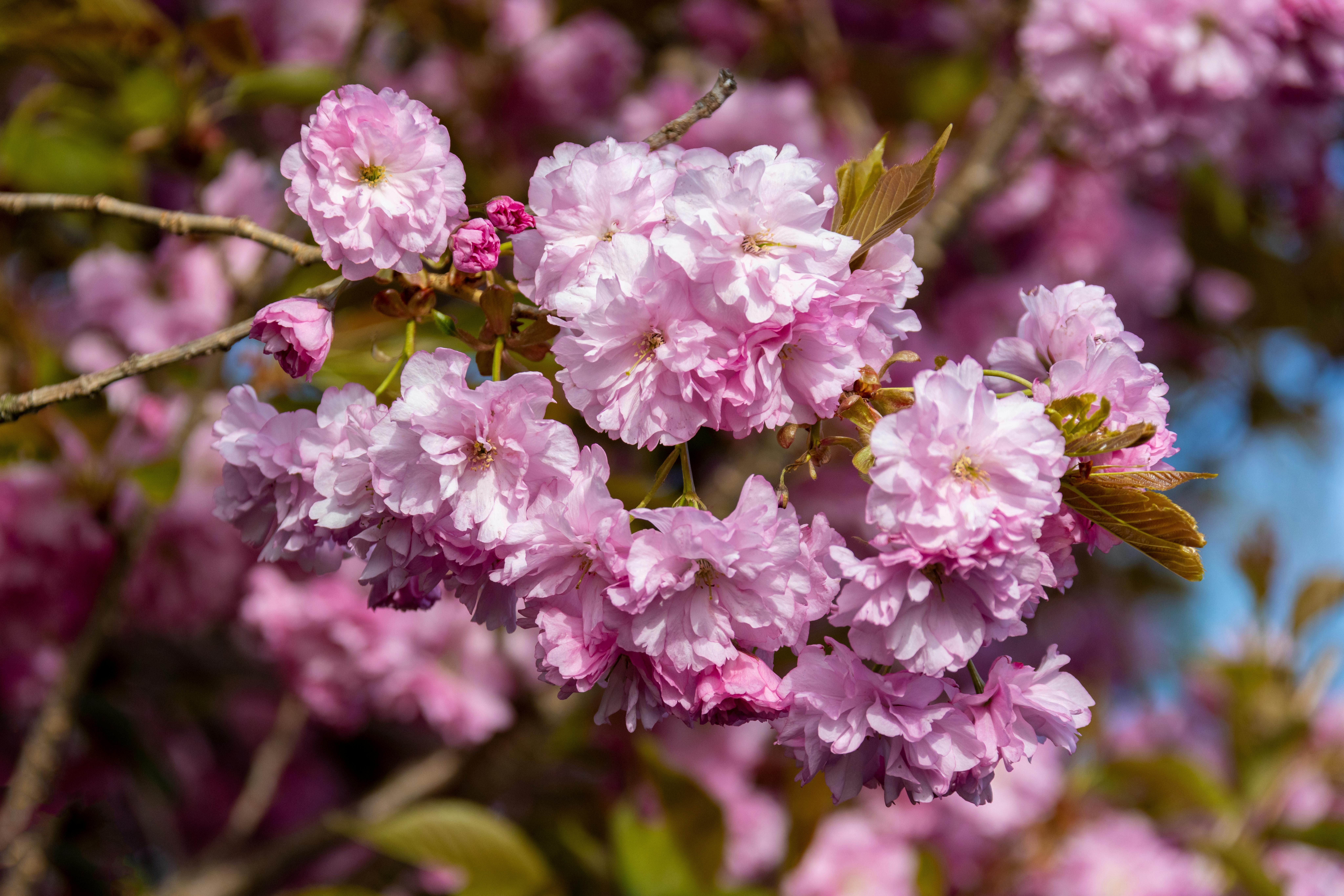 Pink Flowers in Full Bloom · Free Stock Photo