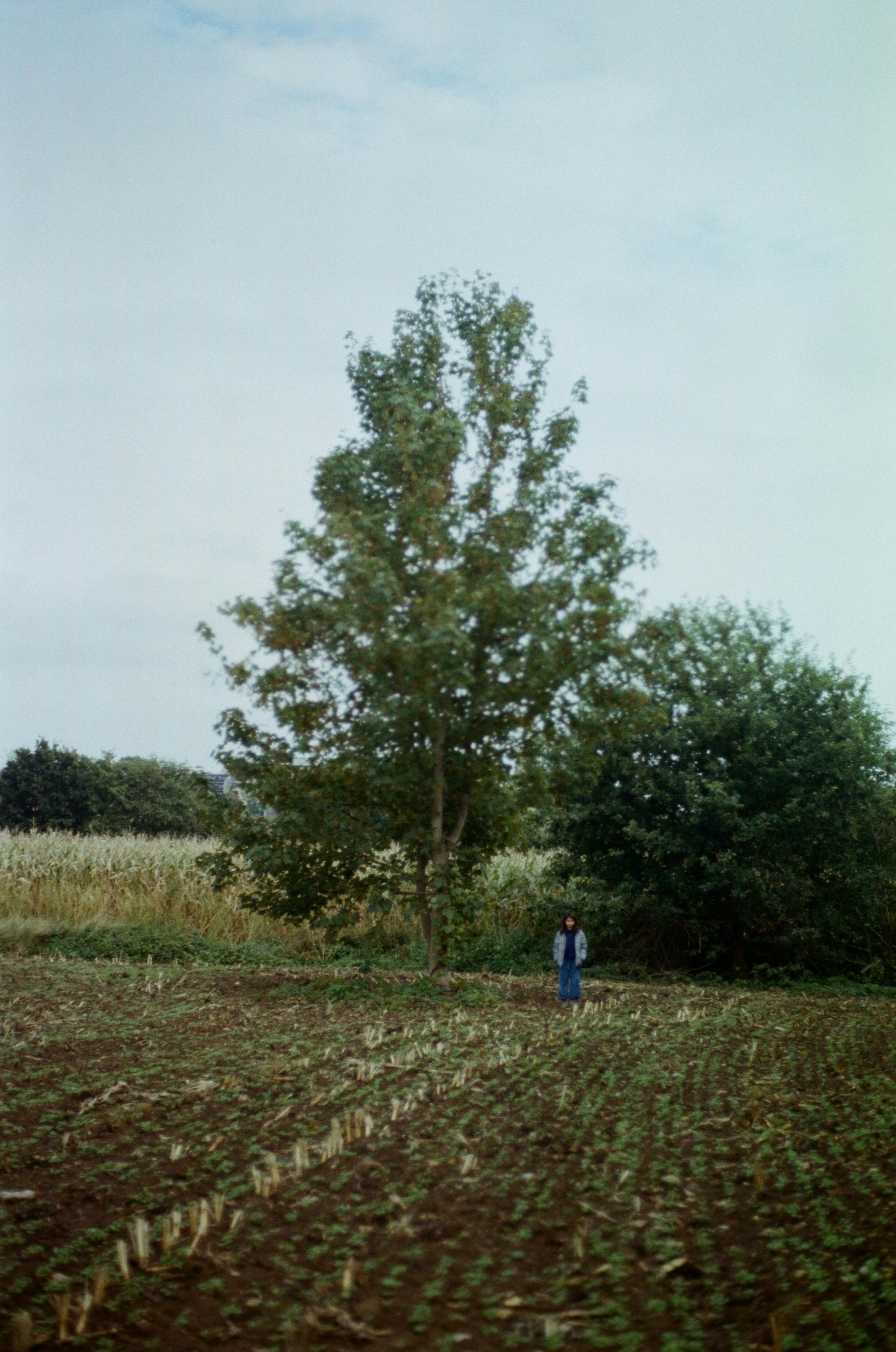 A Person Standing beside Green Trees on Brown Grass Field · Free Stock ...