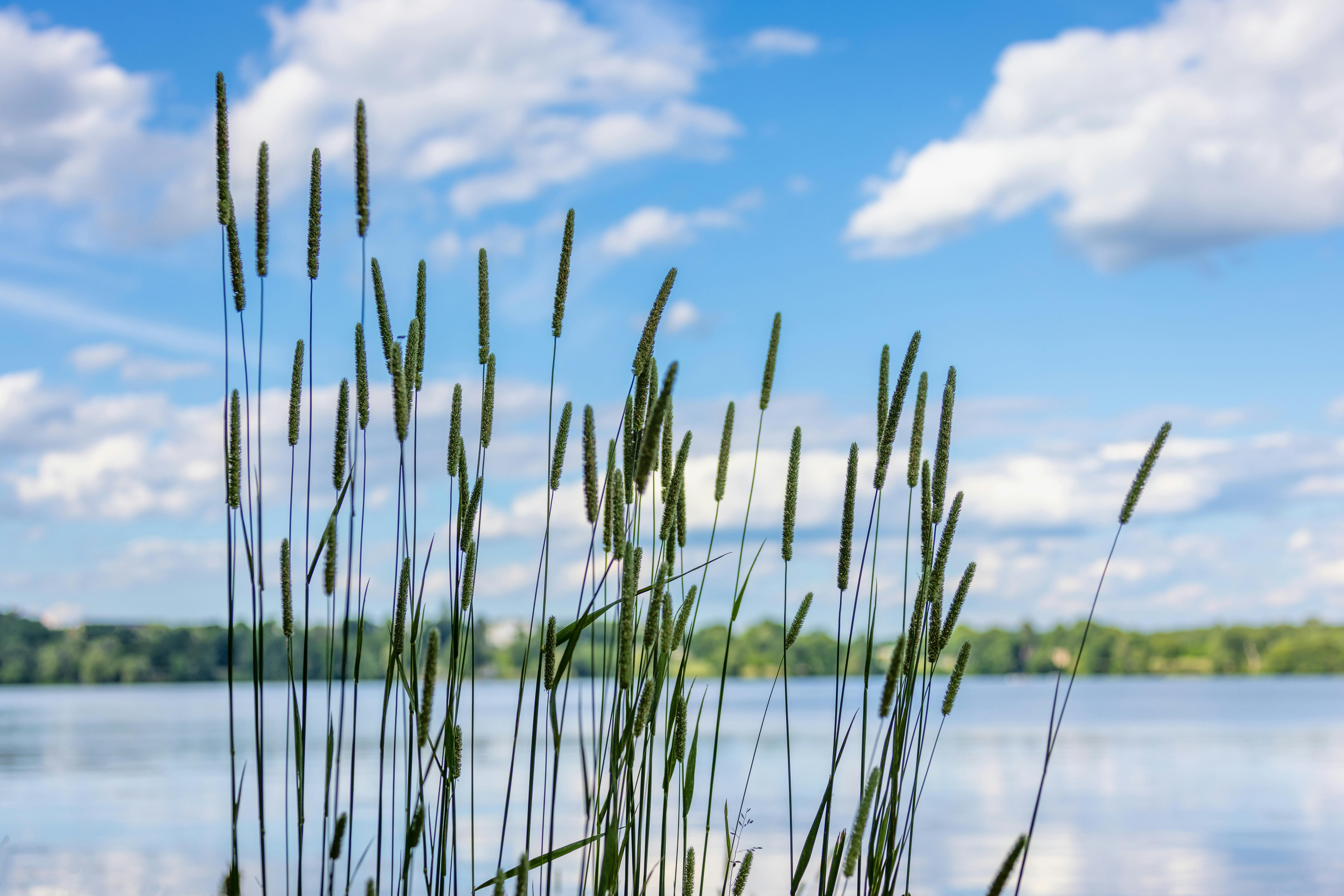 Bulrush Reflecting in Water · Free Stock Photo