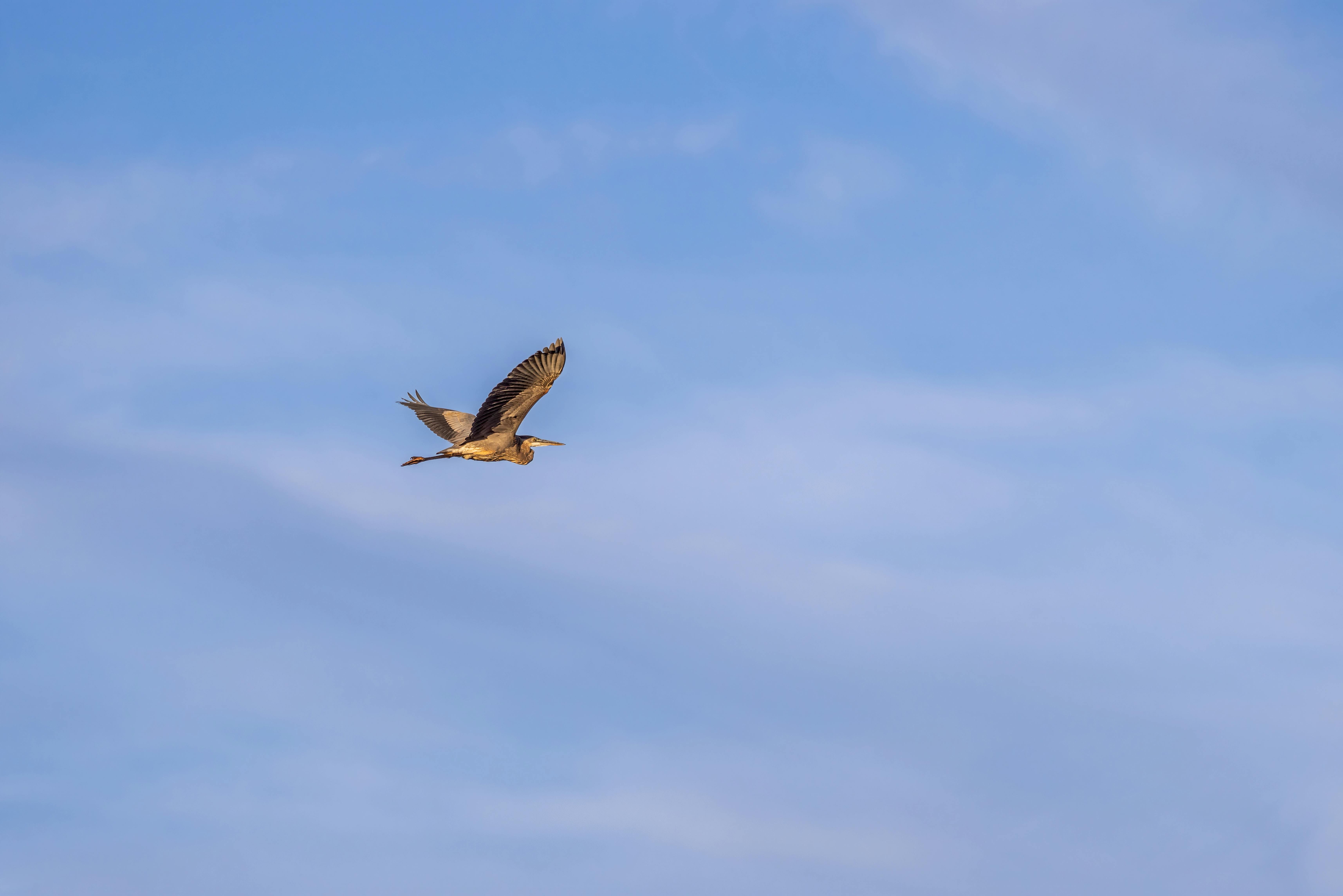 Brown Bird Flying Under Blue Sky · Free Stock Photo