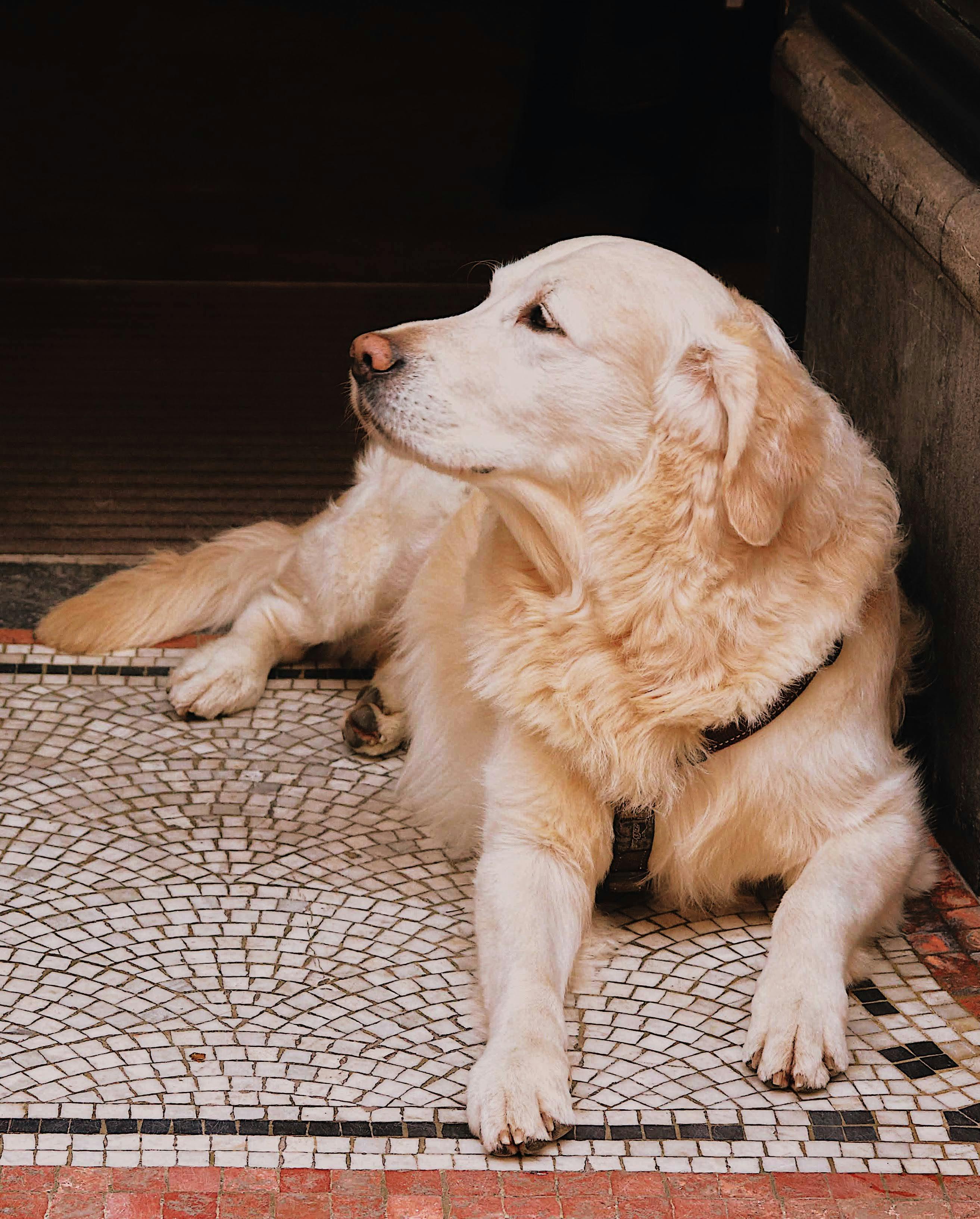 Photo of Labrador Biting Yellow Ball · Free Stock Photo