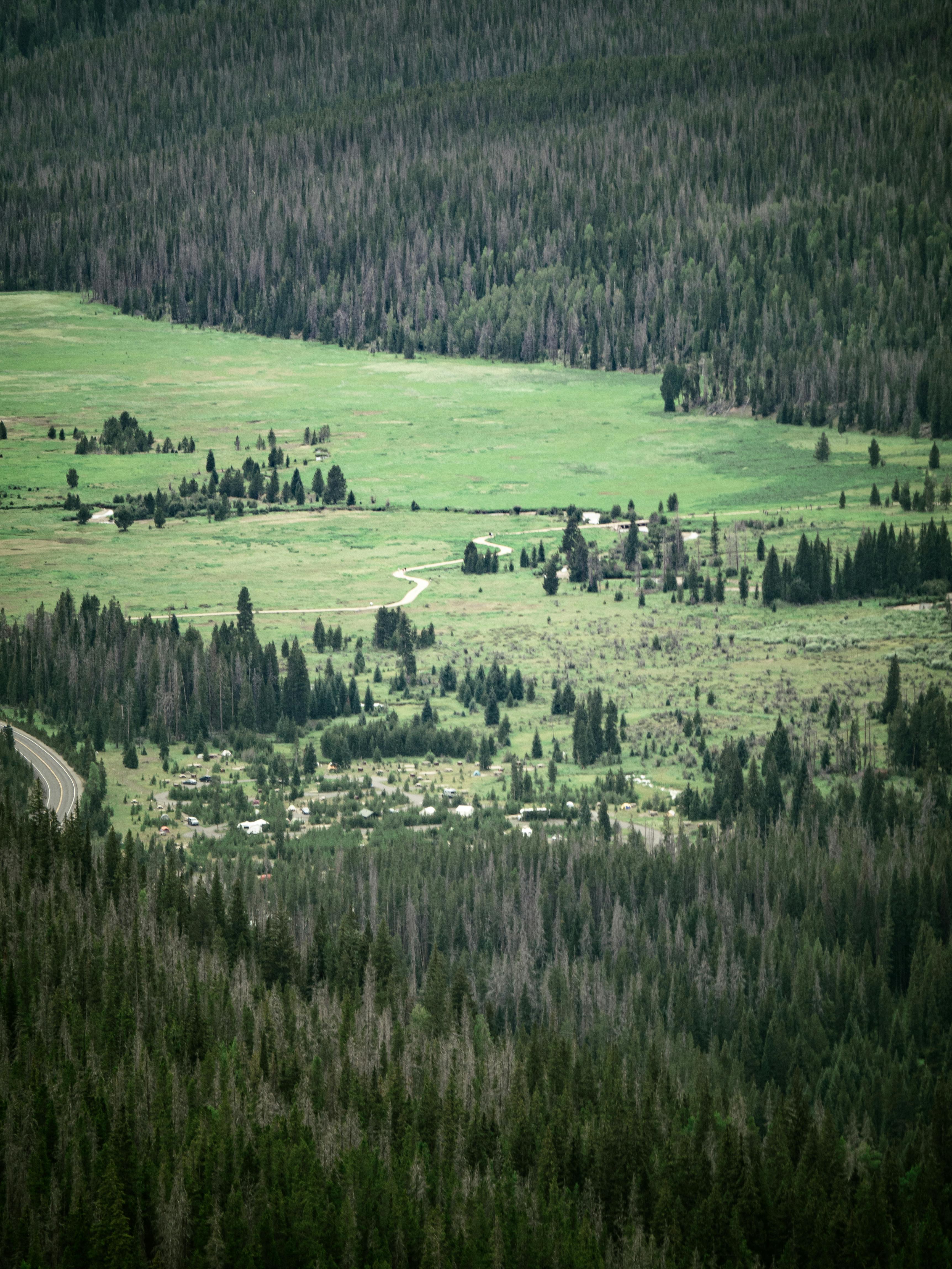 Aerial Photography of Pine Trees on Green Grass Field · Free Stock Photo