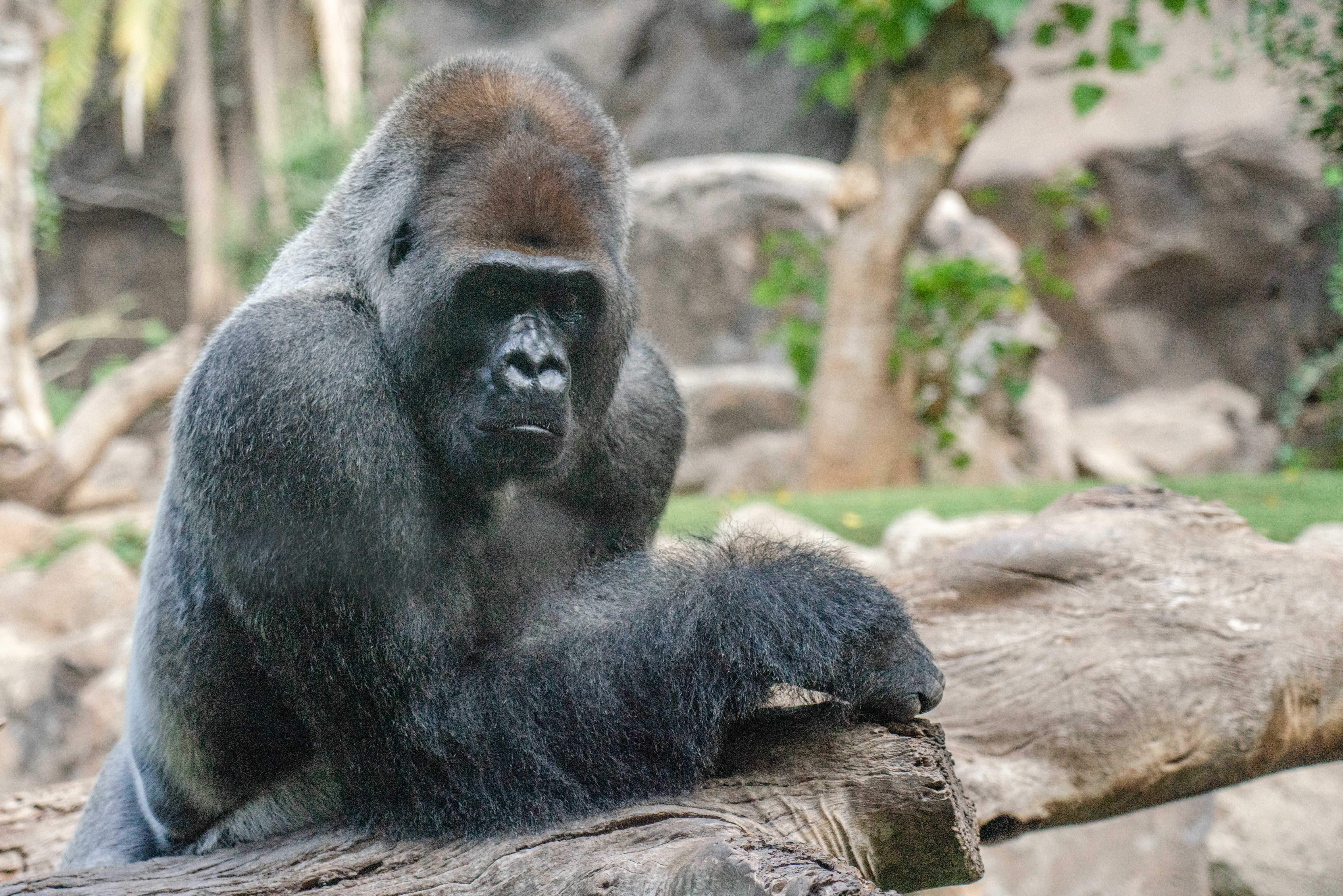 Gorilla Leaning on a Tree Log · Free Stock Photo