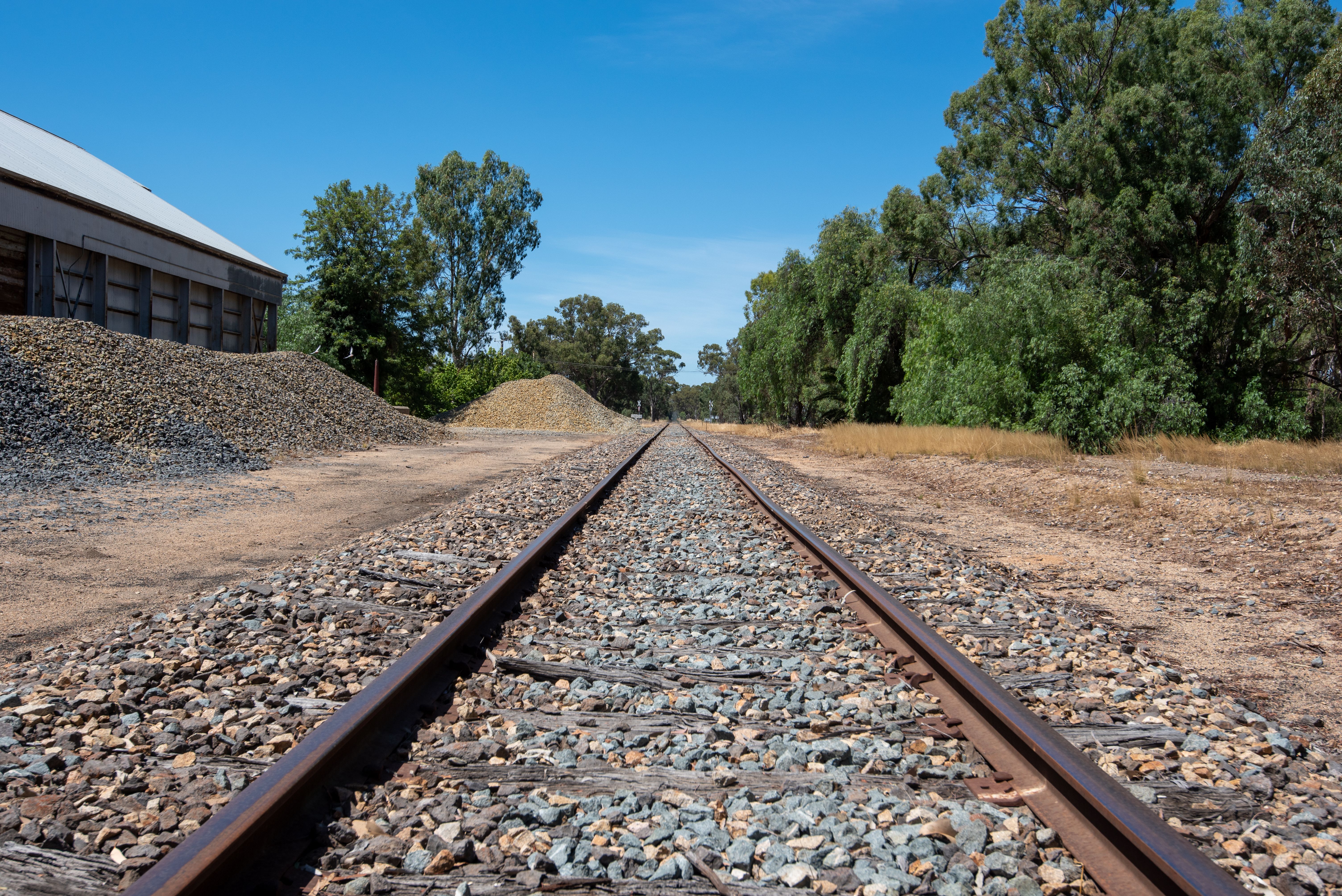 Trees around Railway · Free Stock Photo