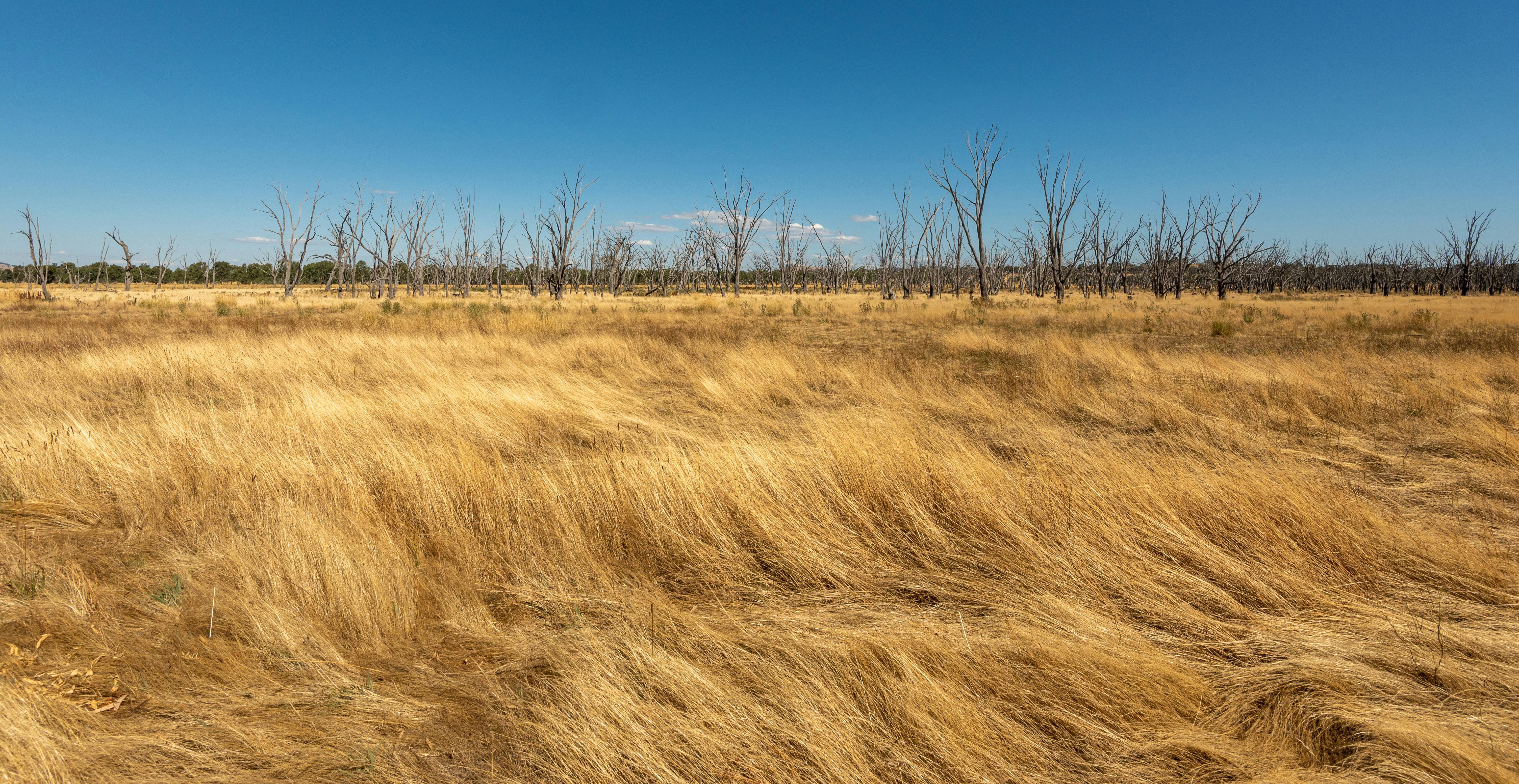 Dried Grass and Barren Trees during Drought · Free Stock Photo