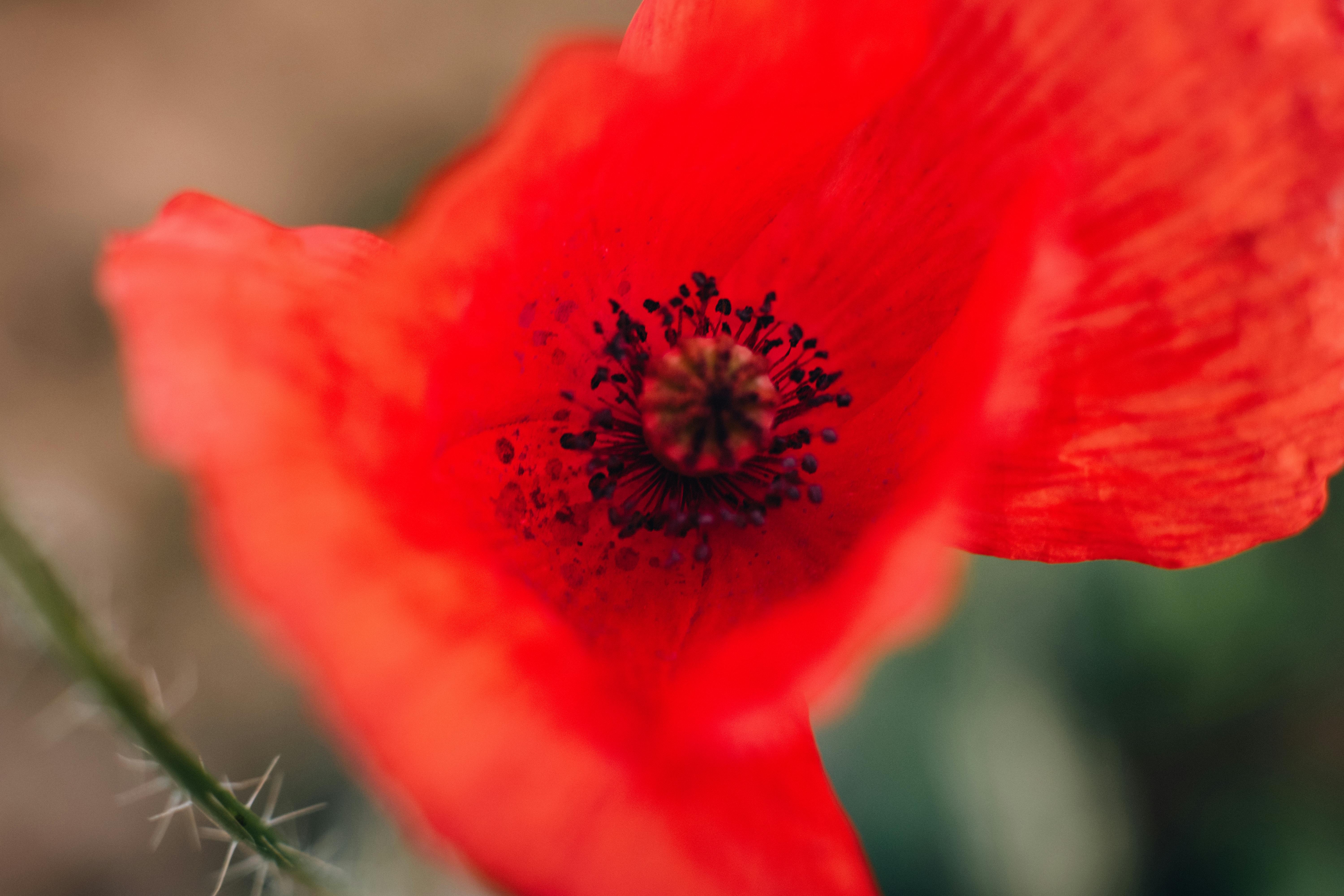 Macro Photography of Red Flower · Free Stock Photo