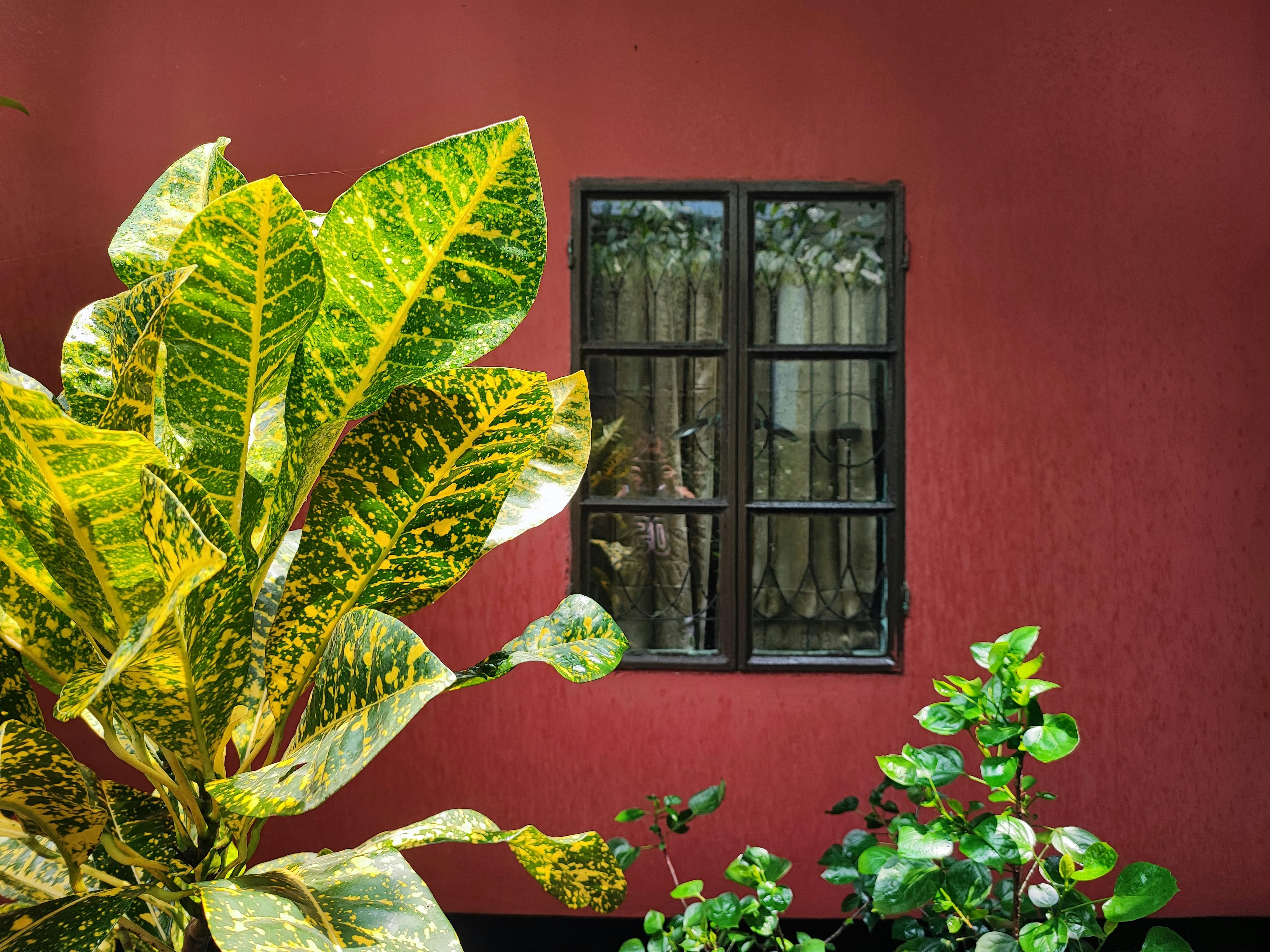 Green Plants Near Glass Window · Free Stock Photo