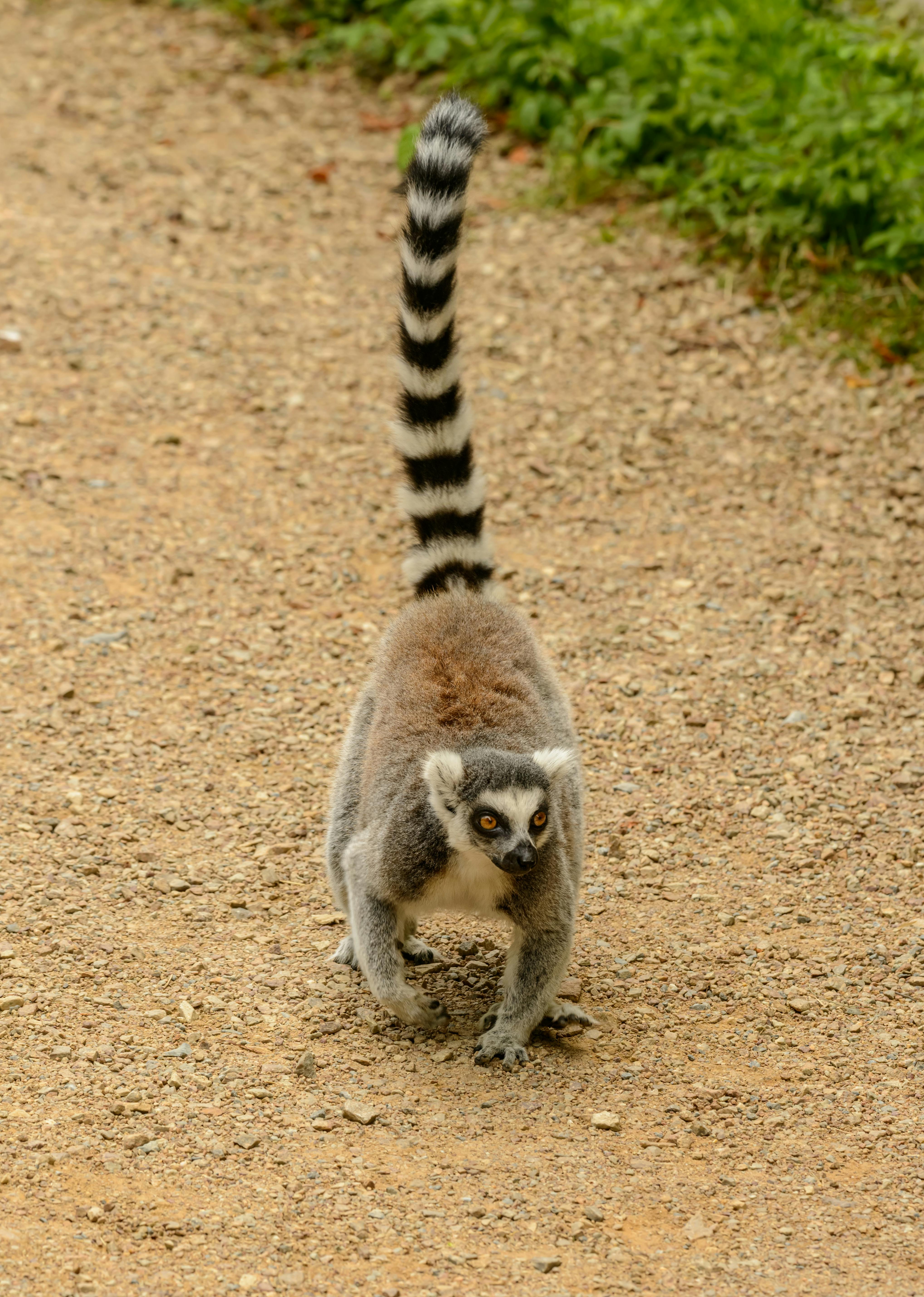 Foto de stock gratuita sobre al aire libre, alerta, anillo, anillo de ...