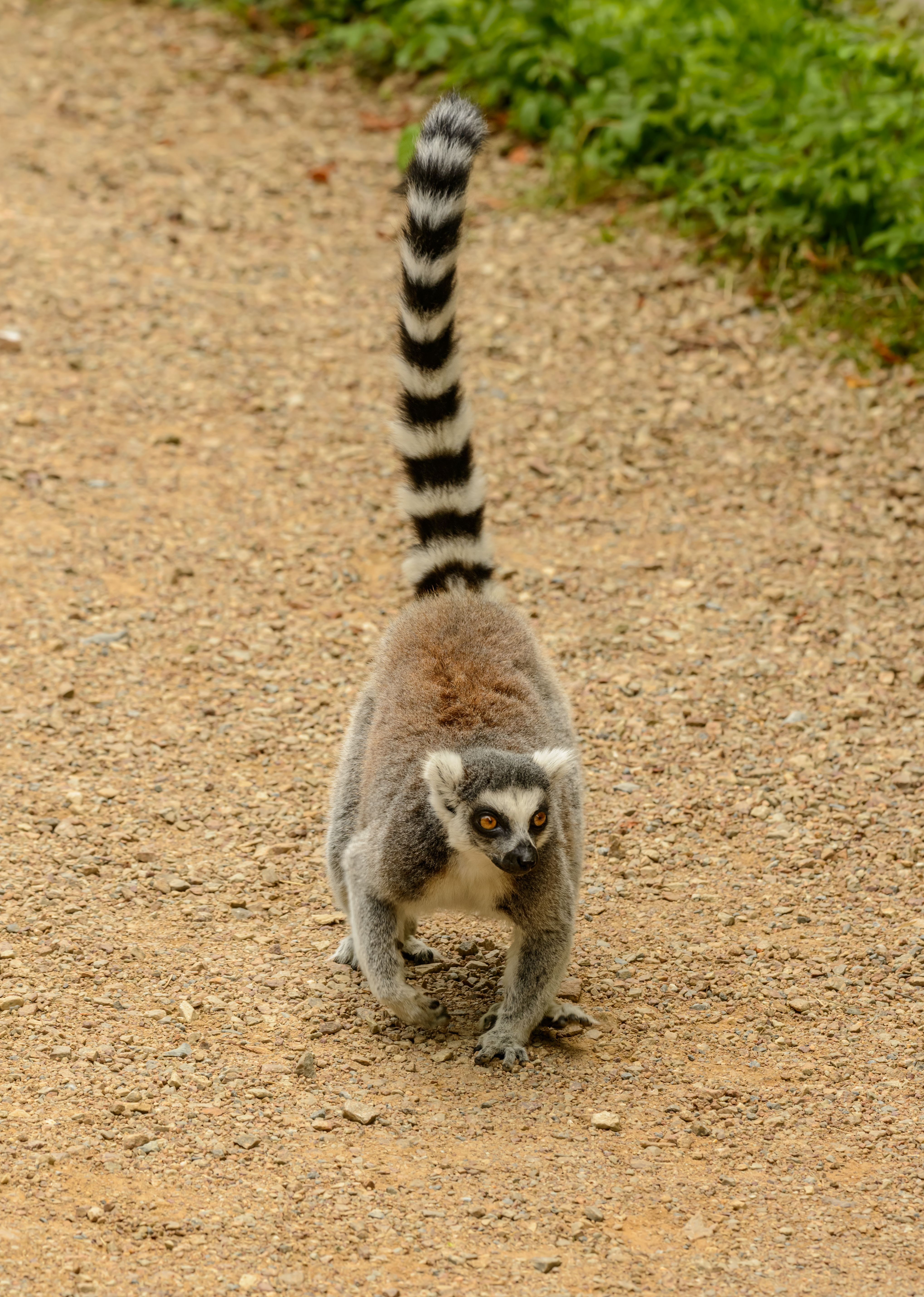 Close-Up Shot of a Lemur · Free Stock Photo