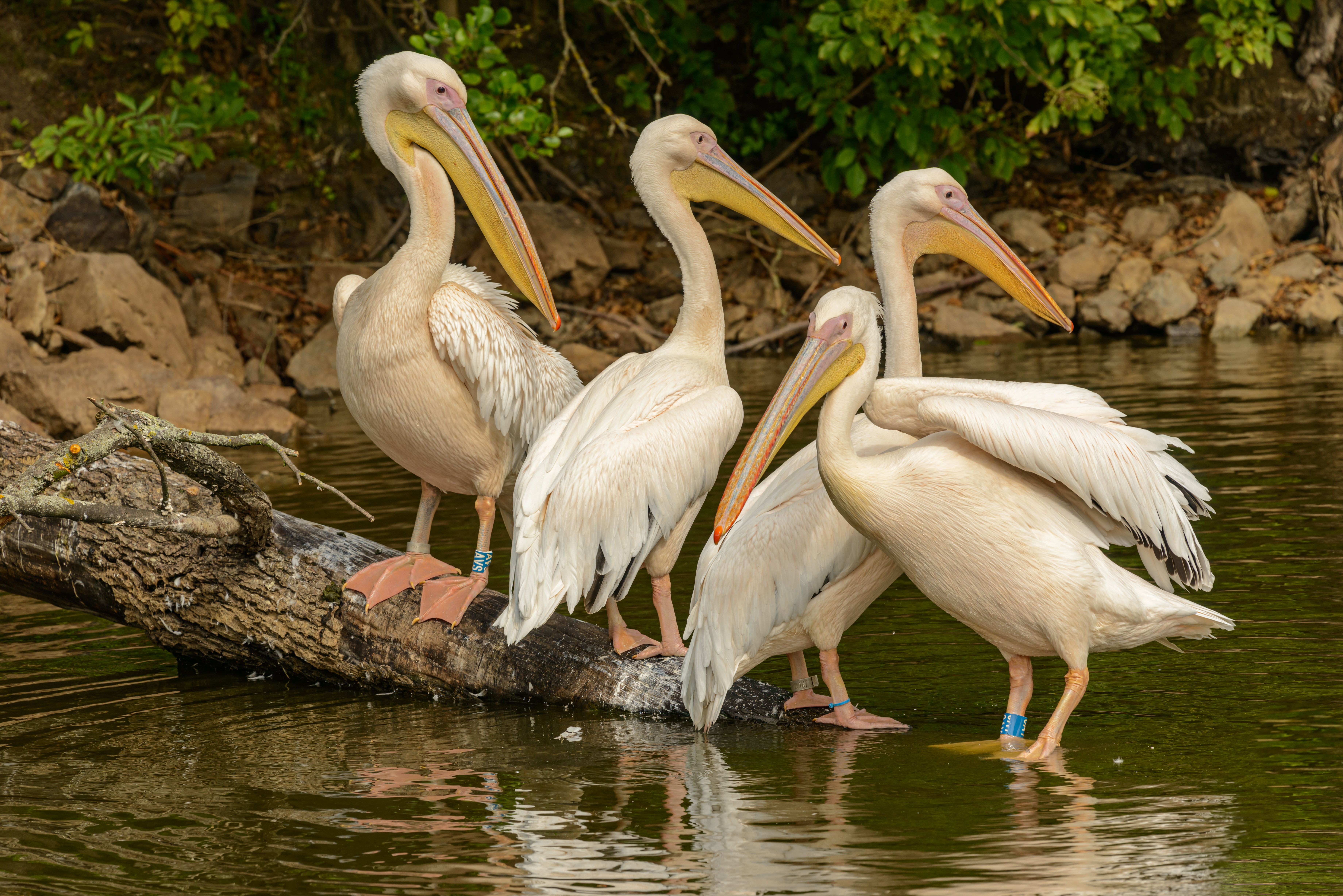 Foto de stock gratuita sobre ave acuática, aves acuáticas, everglades ...