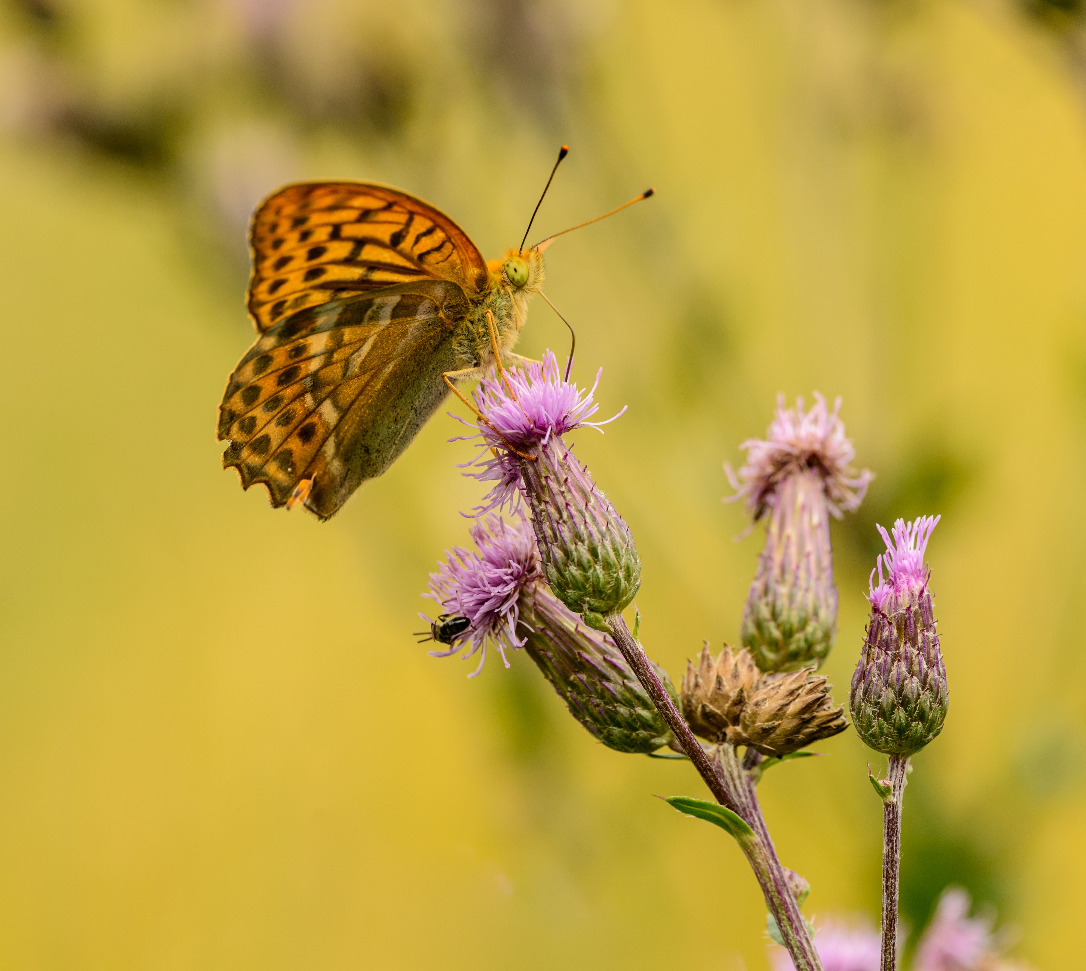 Cardinal Butterfly Sitting on a Flower · Free Stock Photo