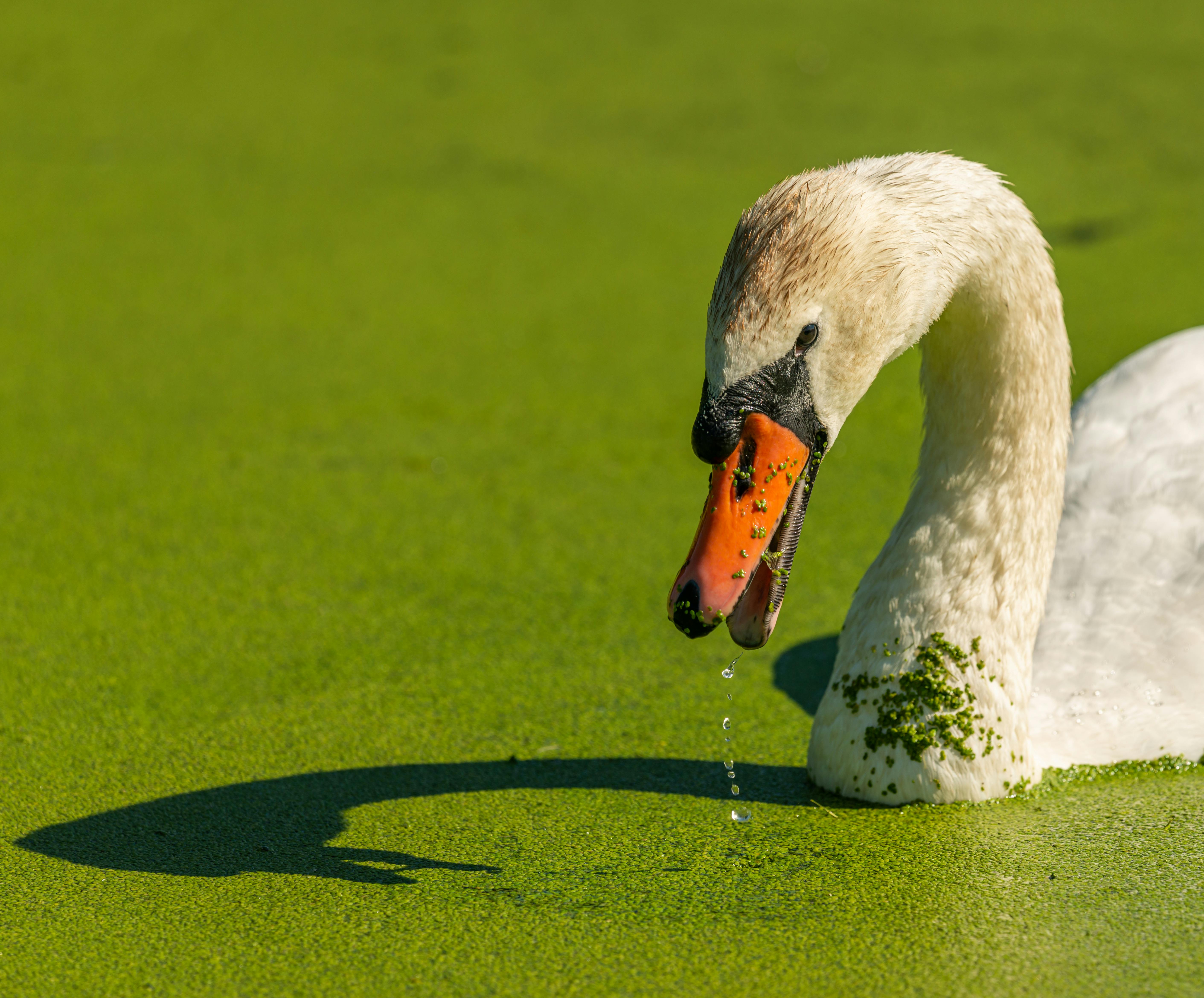 White Swan Floating on Water · Free Stock Photo