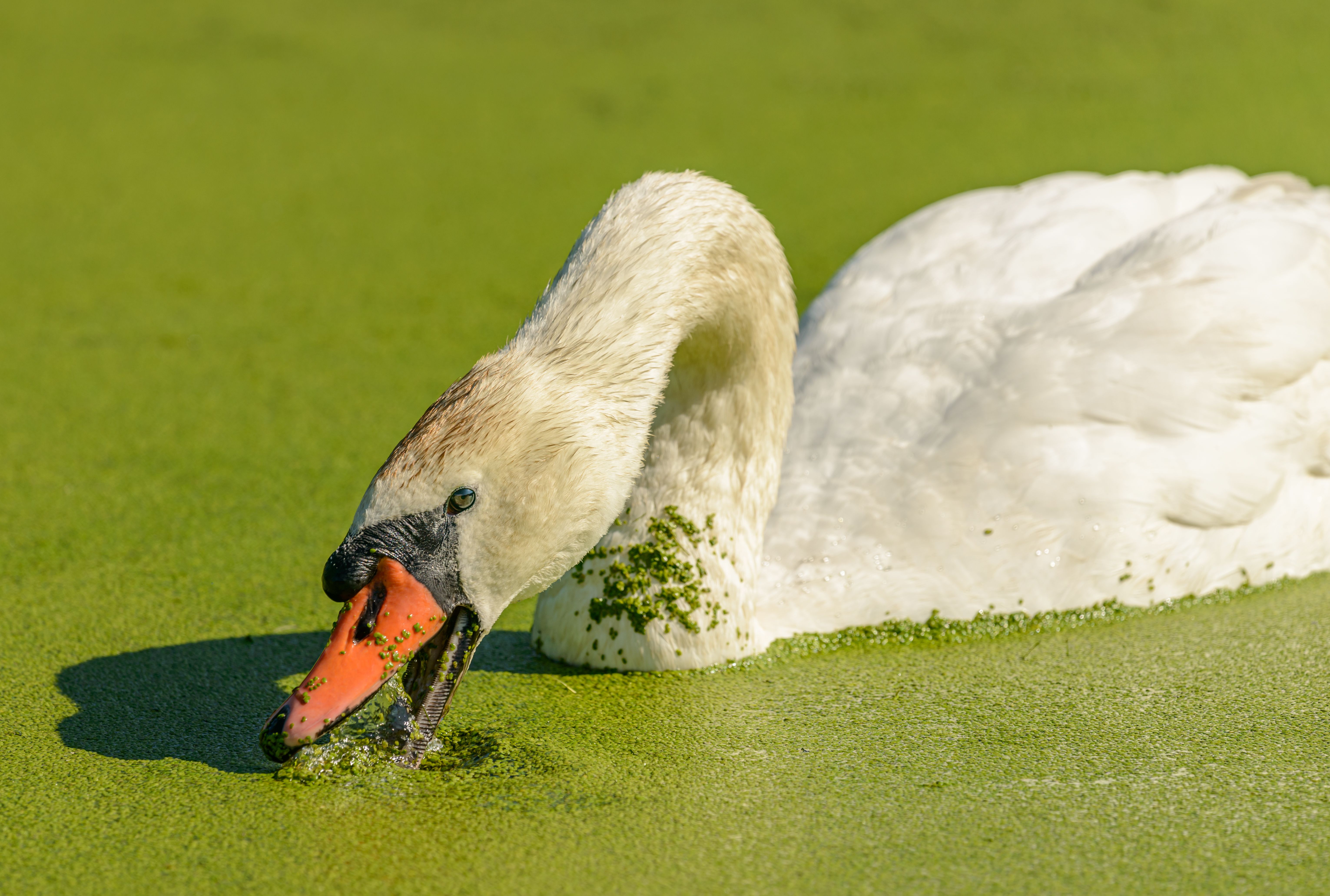 White Swan Drinking Water · Free Stock Photo