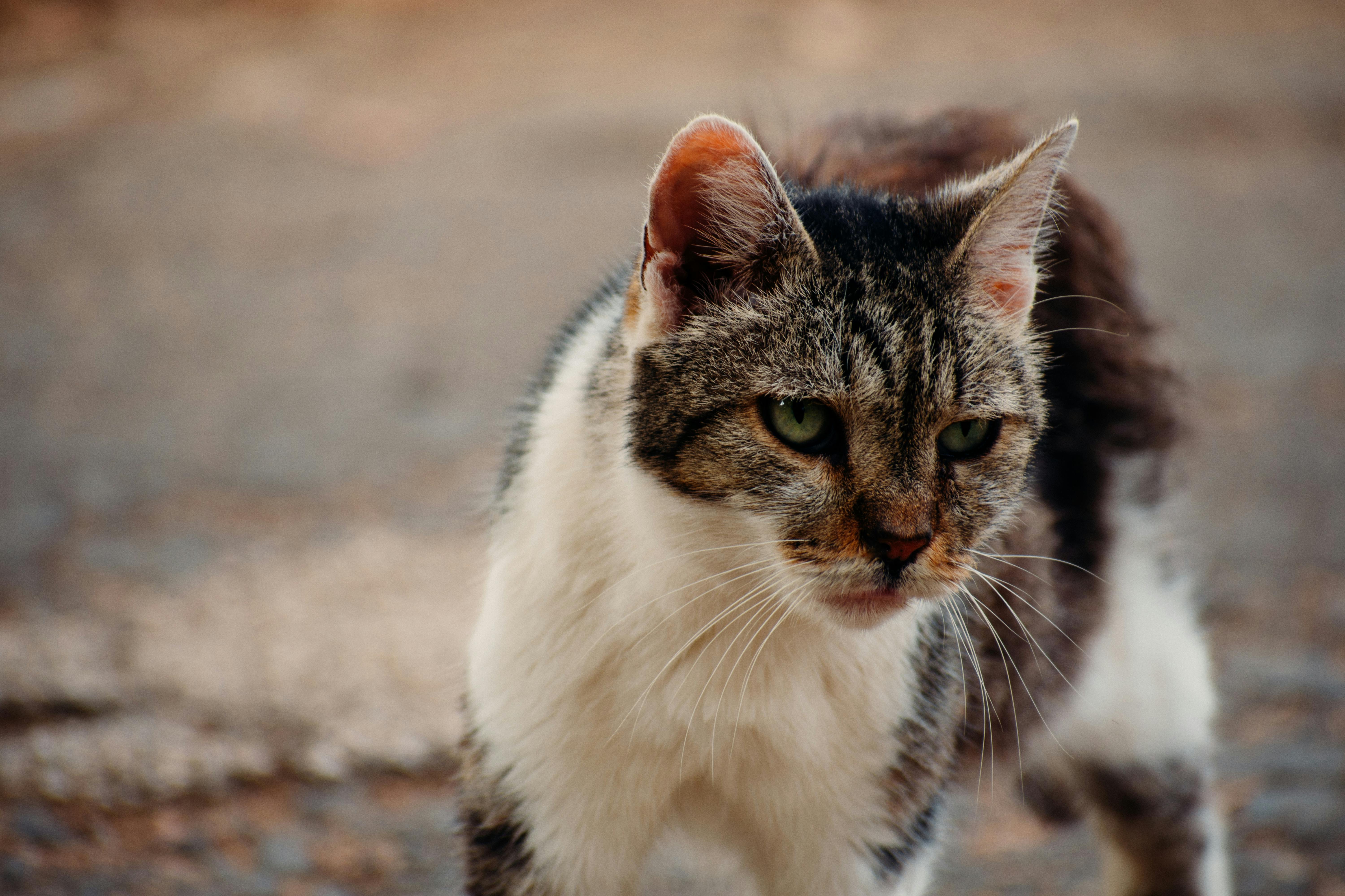 Vets With Cat Photos, Download Free Vets With Cat Stock Photos & HD Images