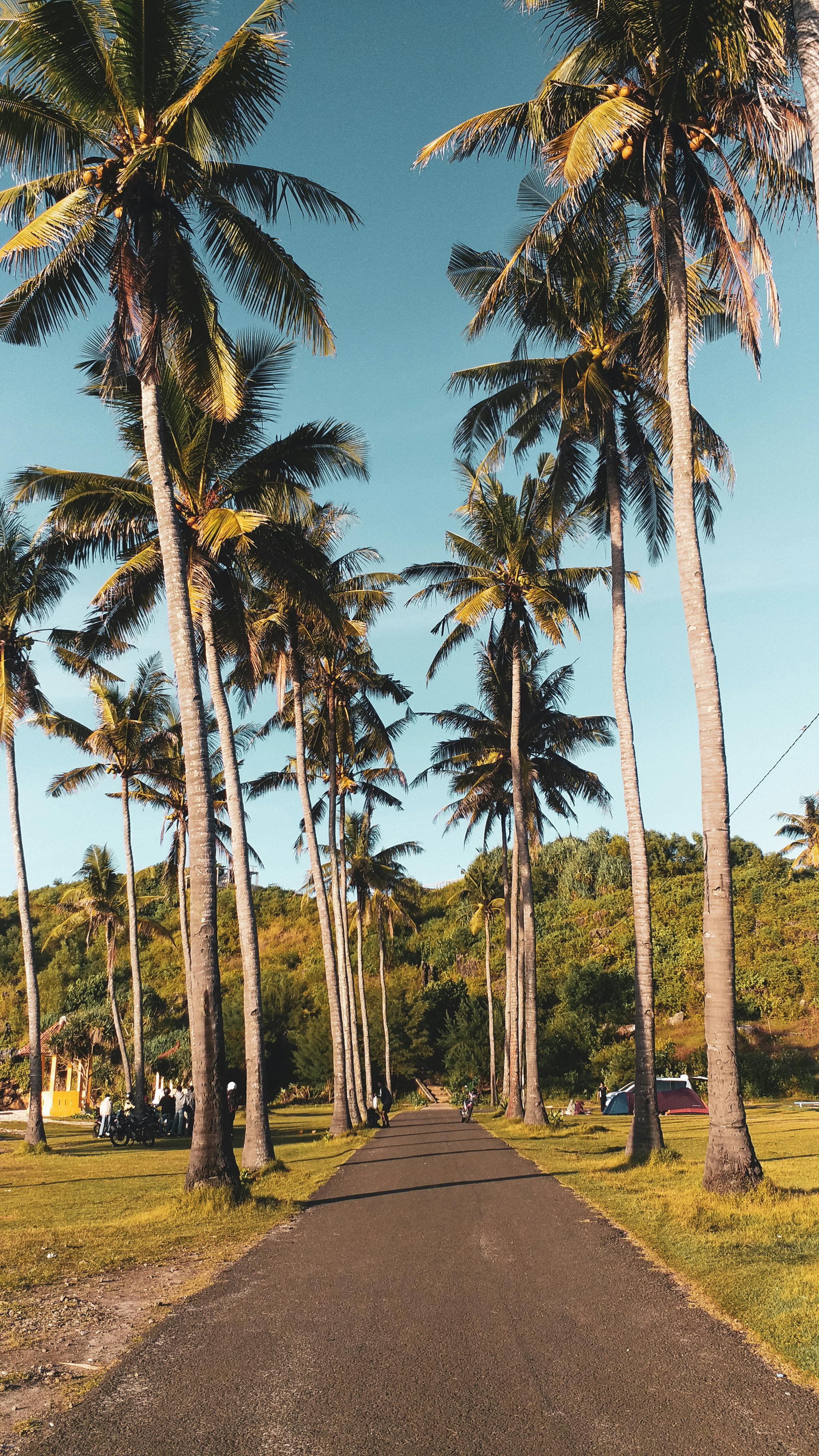 Coconut Field Photos, Download The BEST Free Coconut Field Stock Photos ...