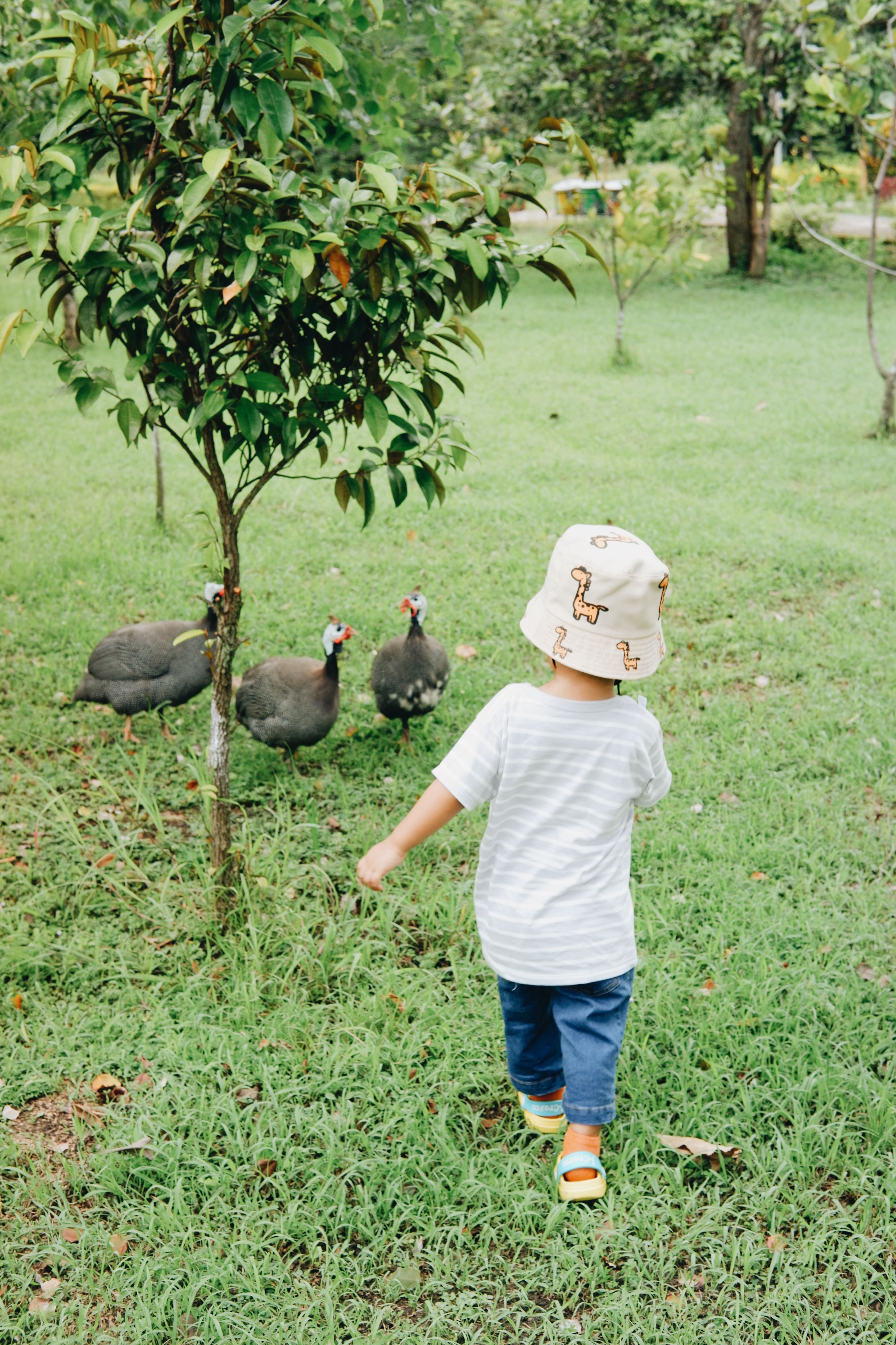 Boy and Birds near Tree · Free Stock Photo
