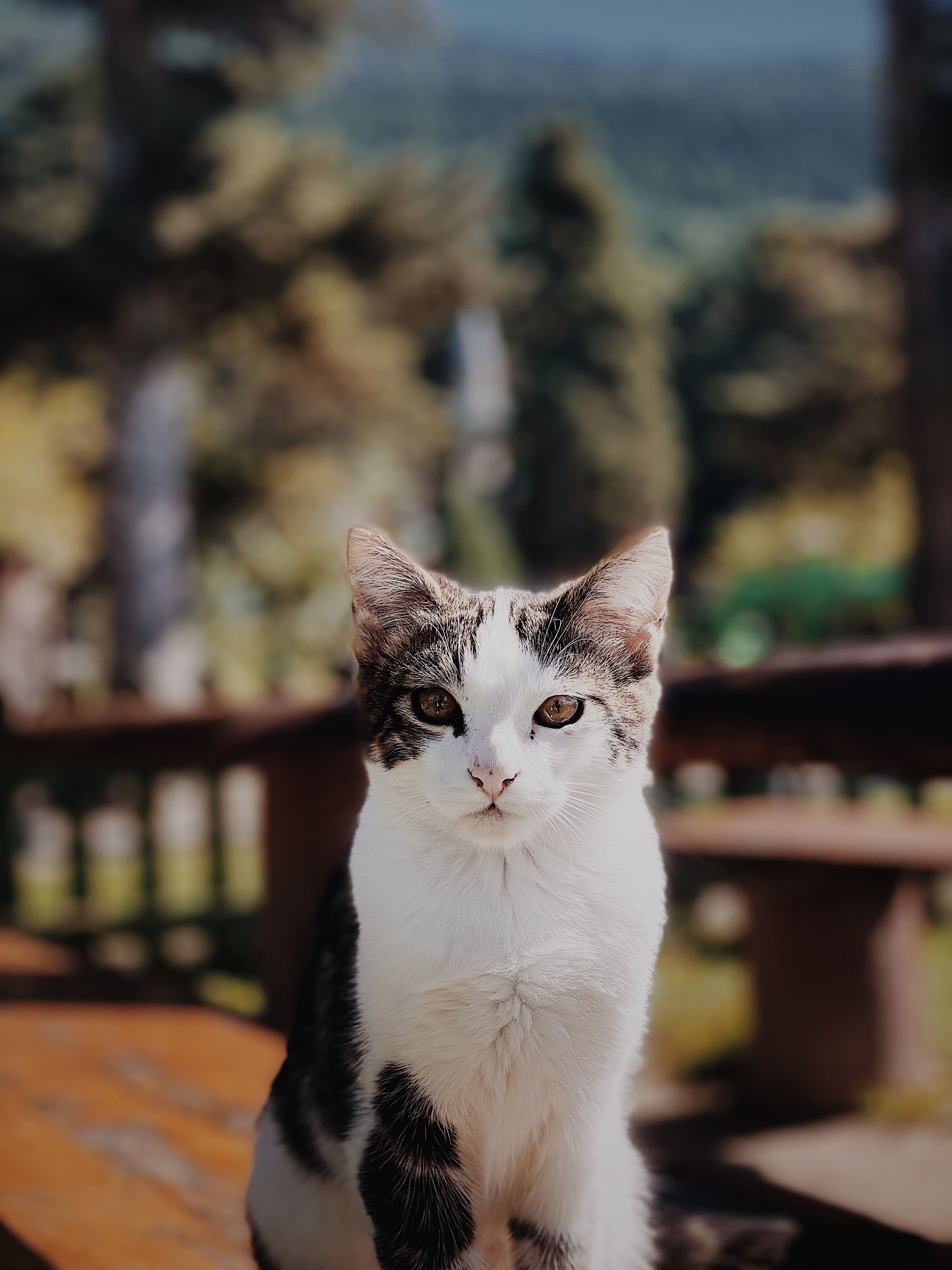 A Cute Furry Cat · Free Stock Photo