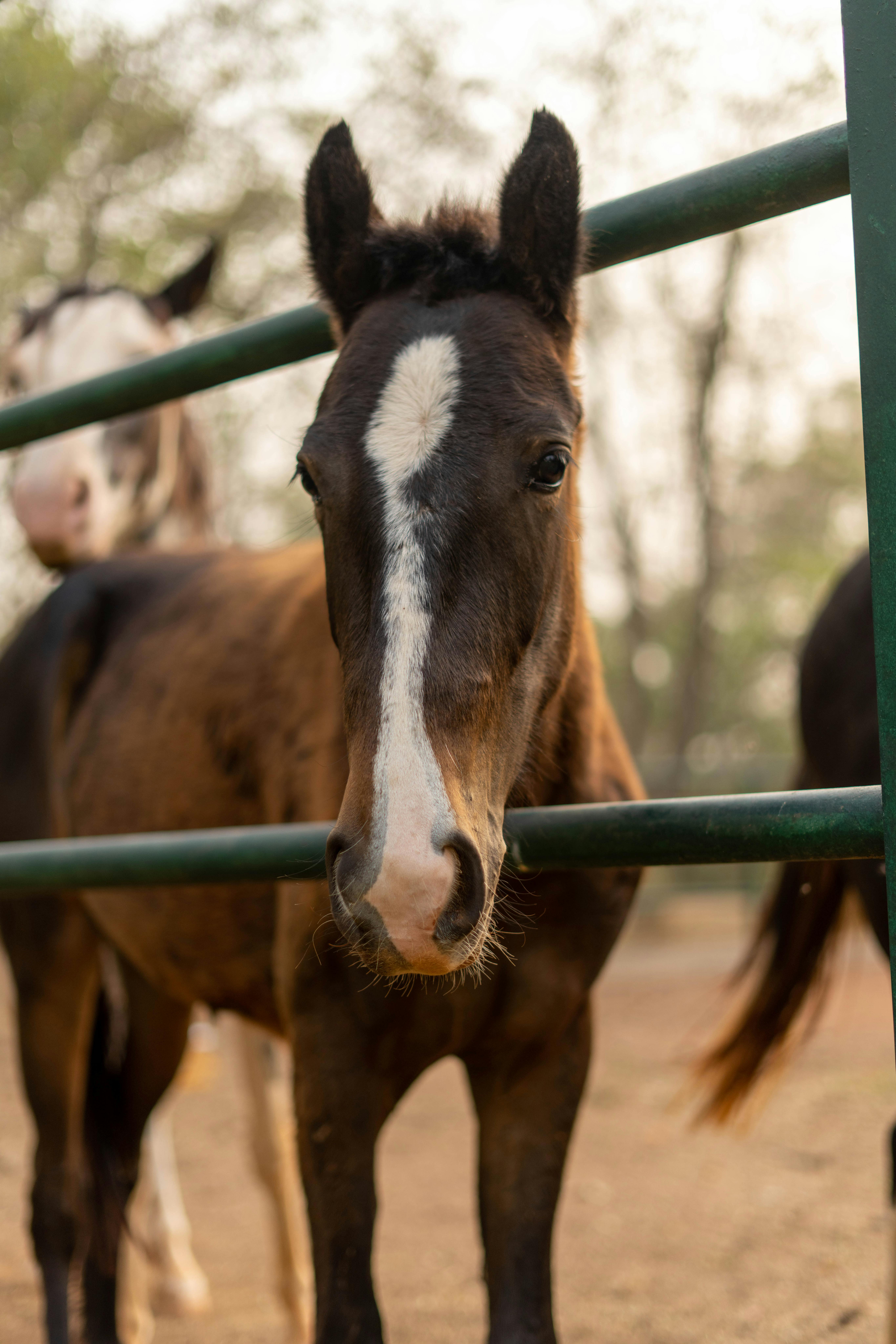 A Black Horse Rearing on the Paddock · Free Stock Photo