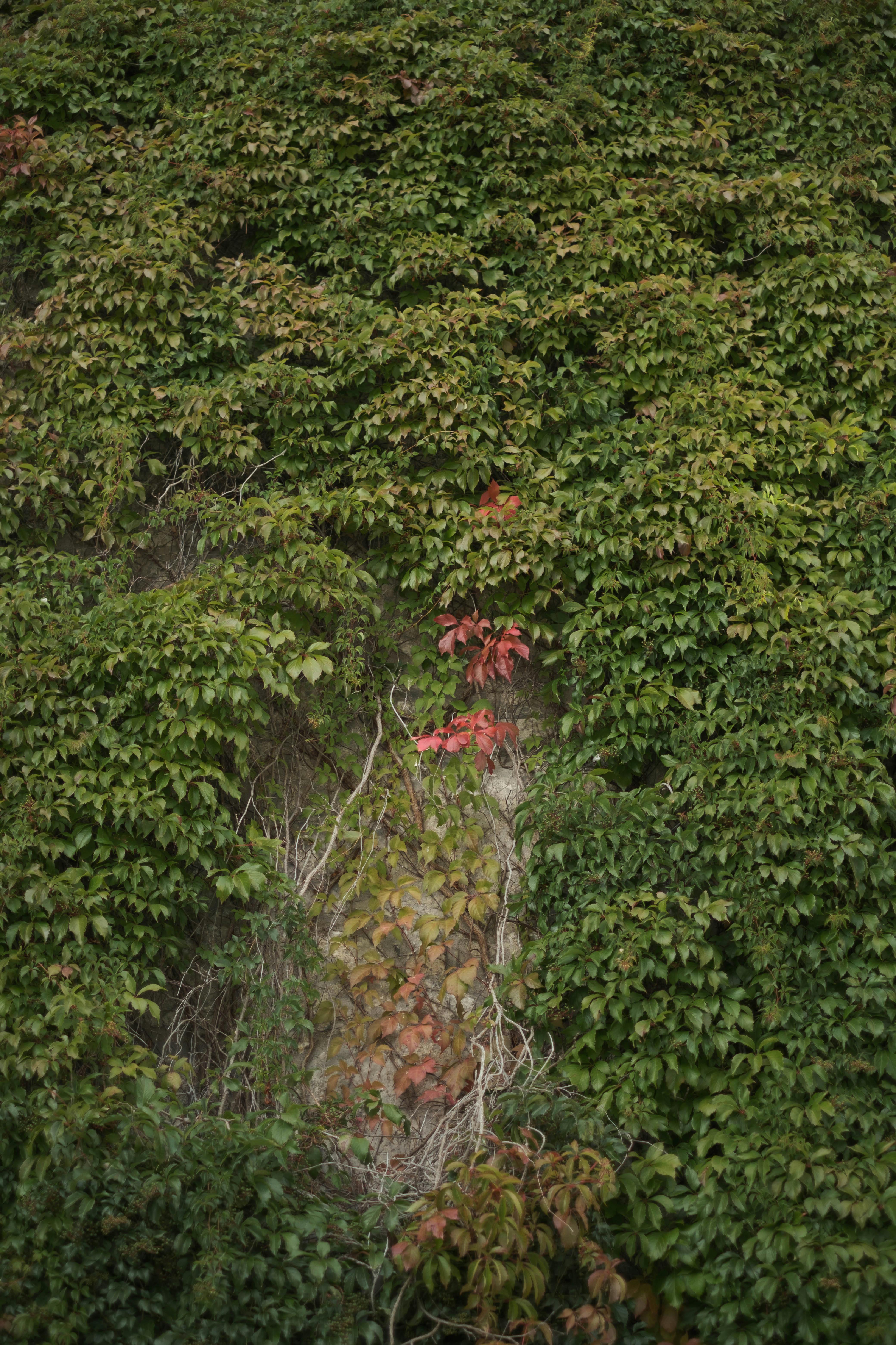 Overgrown Wall Photos, Download The BEST Free Overgrown Wall Stock ...
