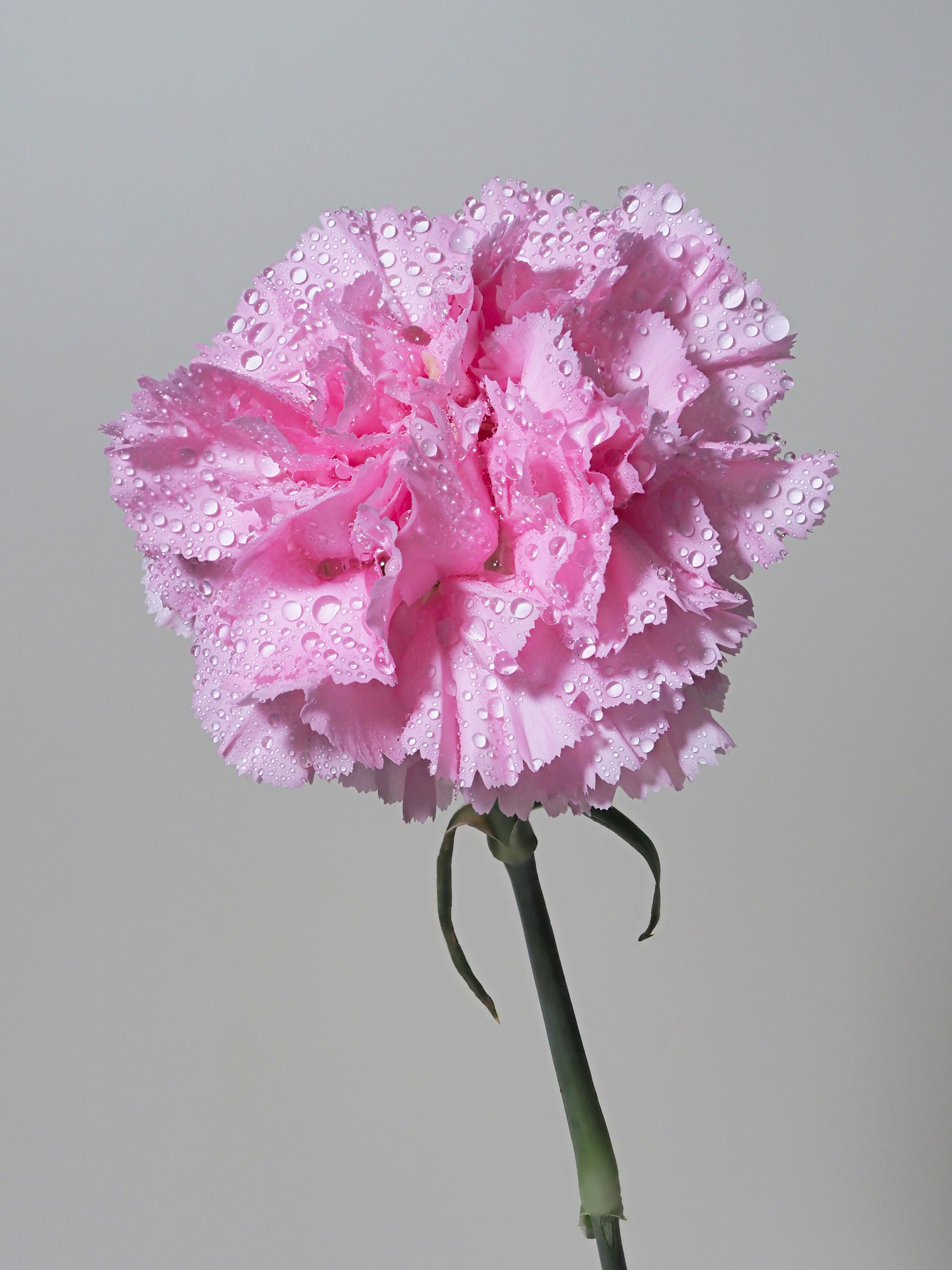 Pink Carnations · Free Stock Photo