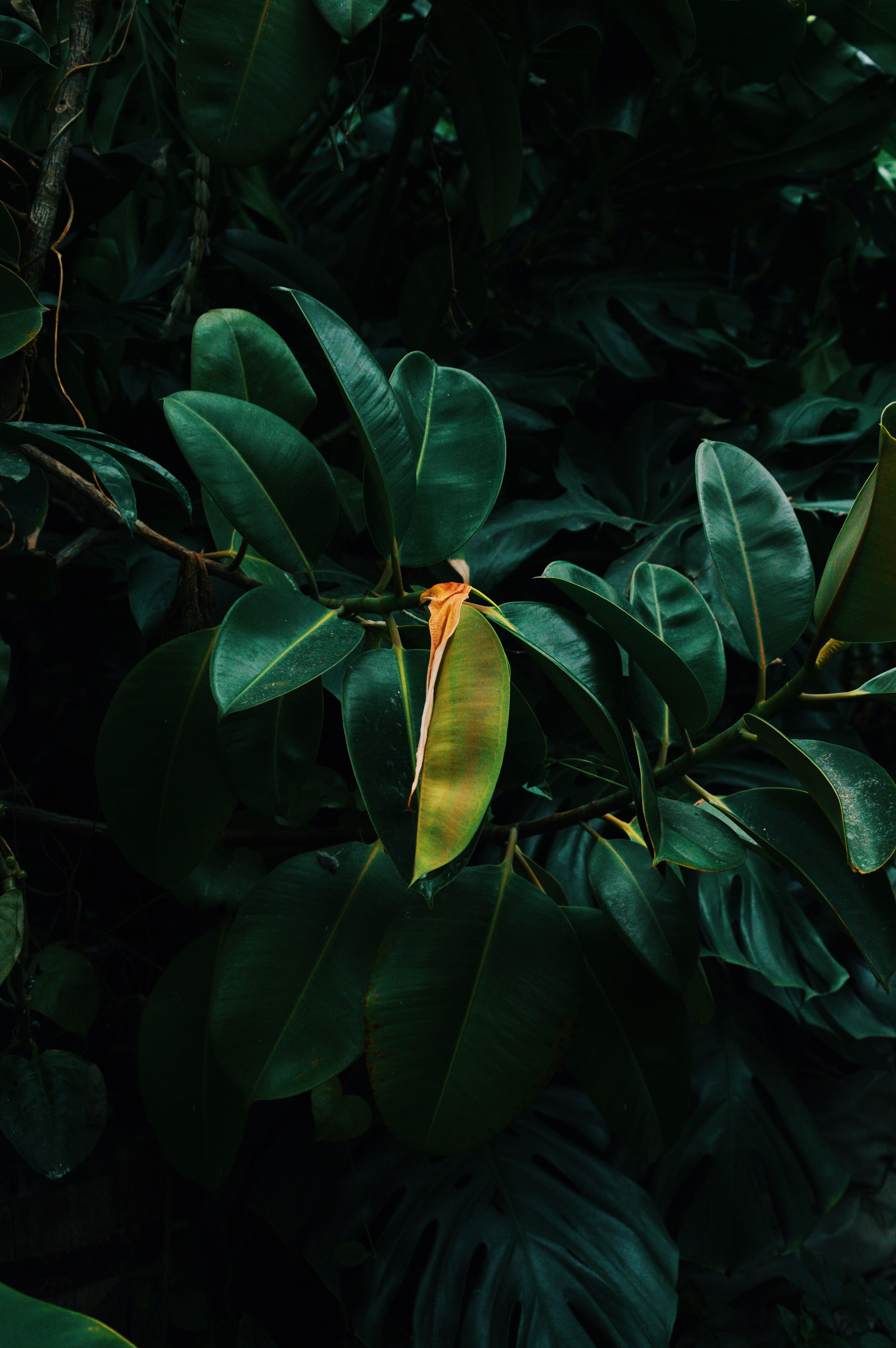 Wallpaper with Leaves · Free Stock Photo