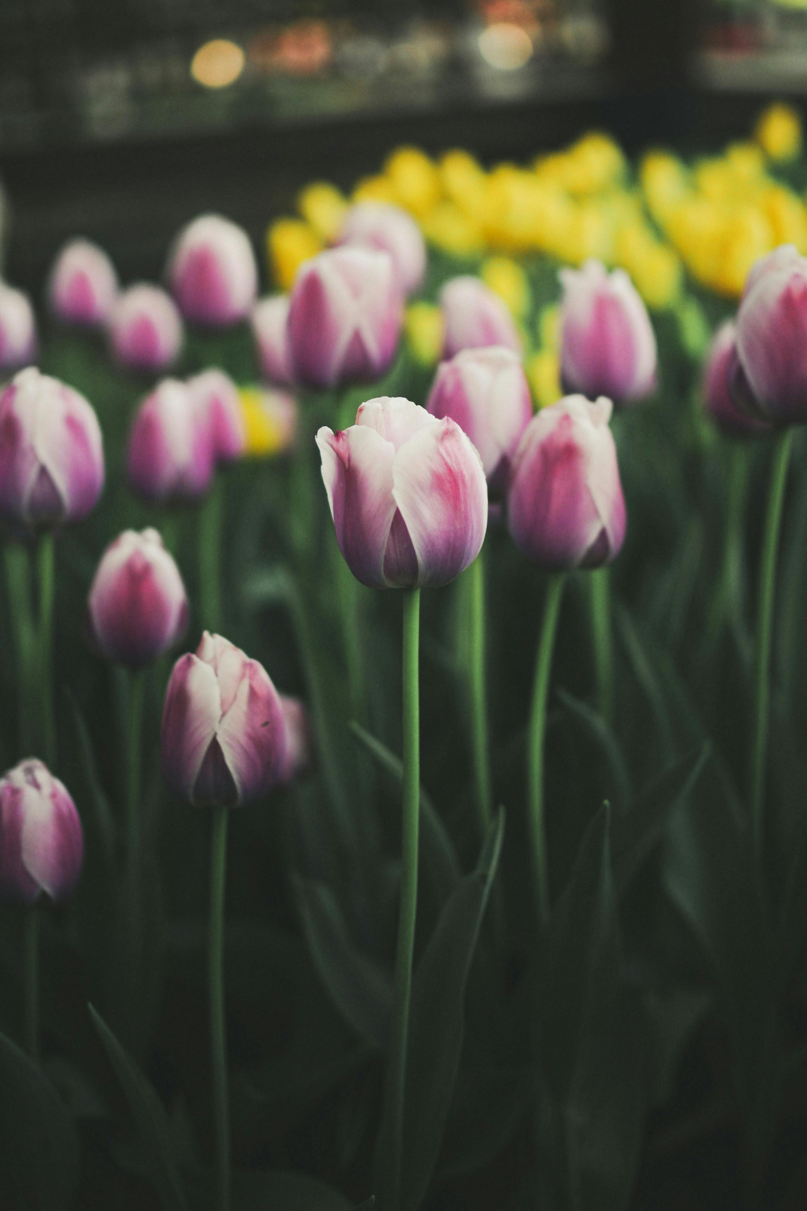 Purple and White Tulip Flower Buds · Free Stock Photo