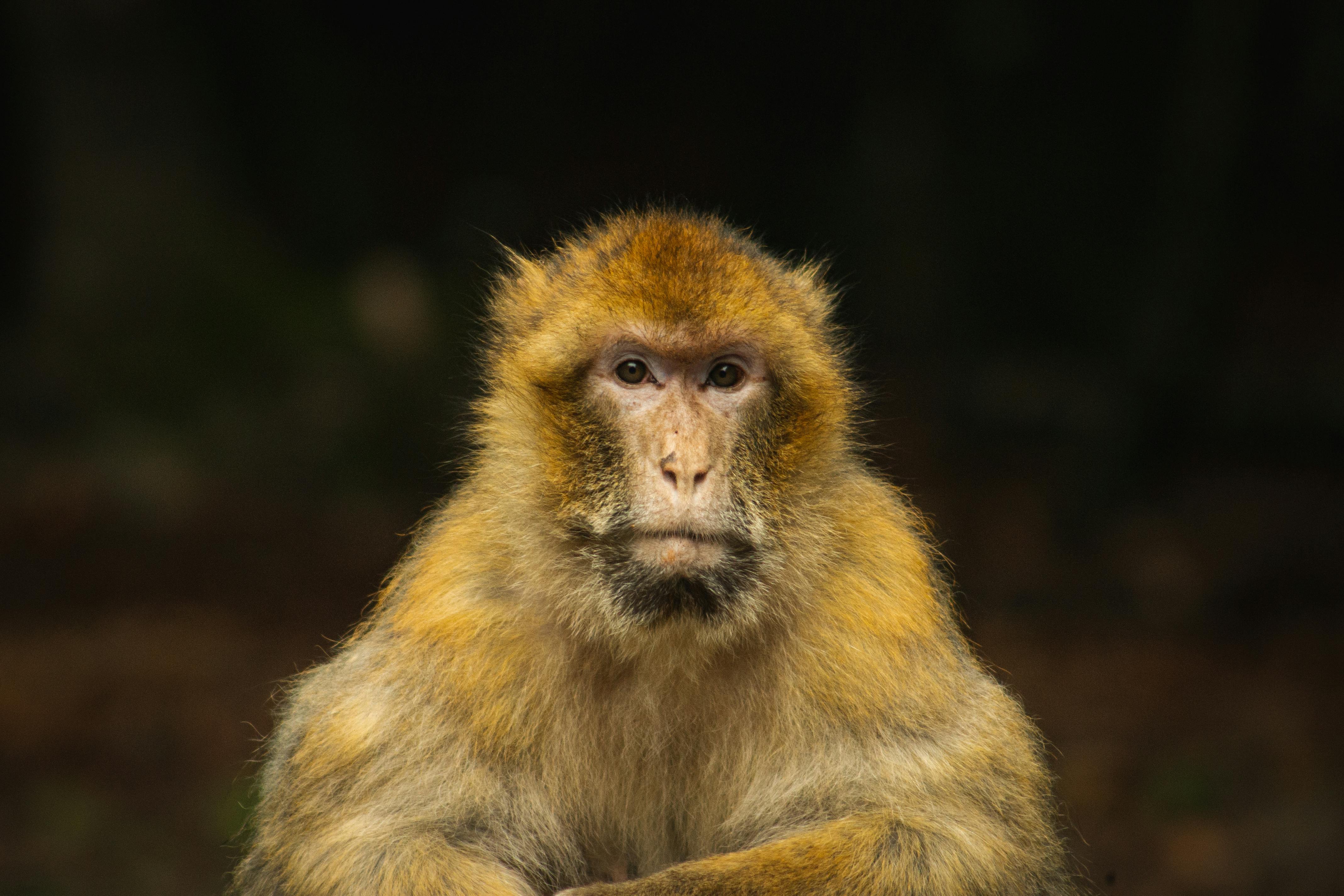 Photo of a Monkey · Free Stock Photo
