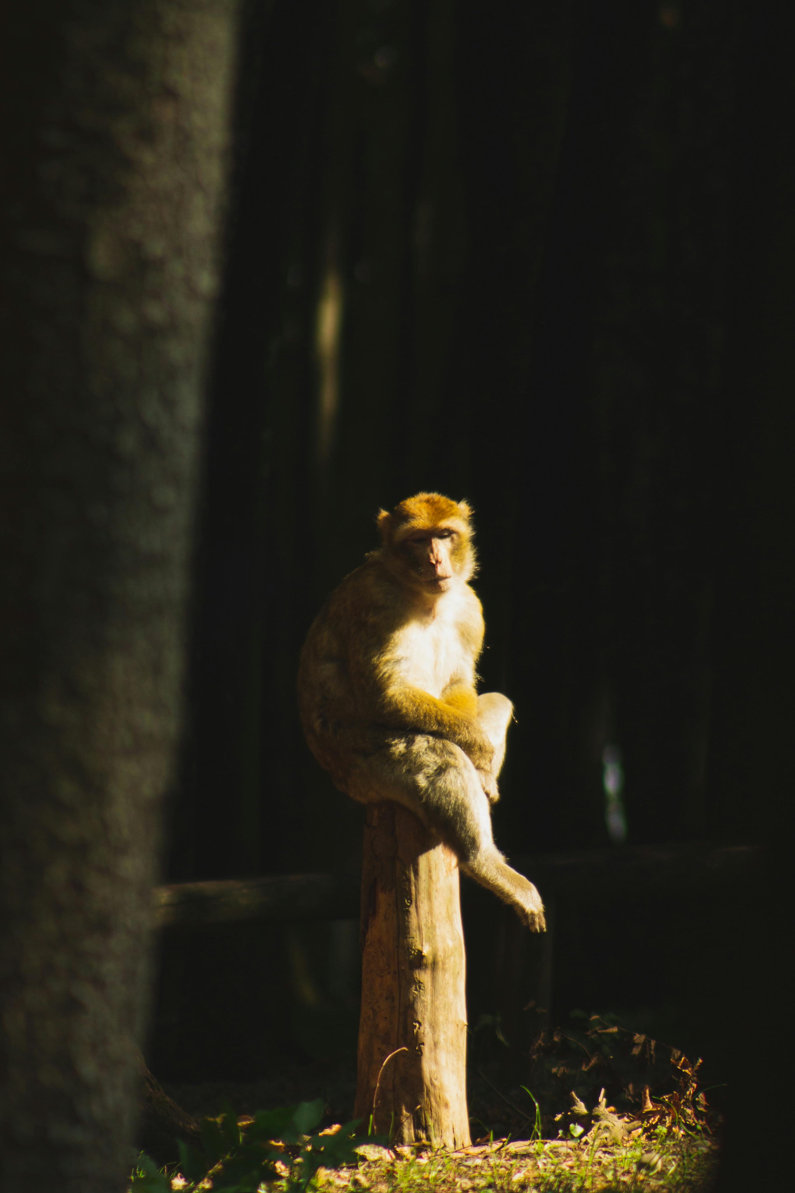 Monkey Animation Photos, Download Free Monkey Animation Stock Photos ...