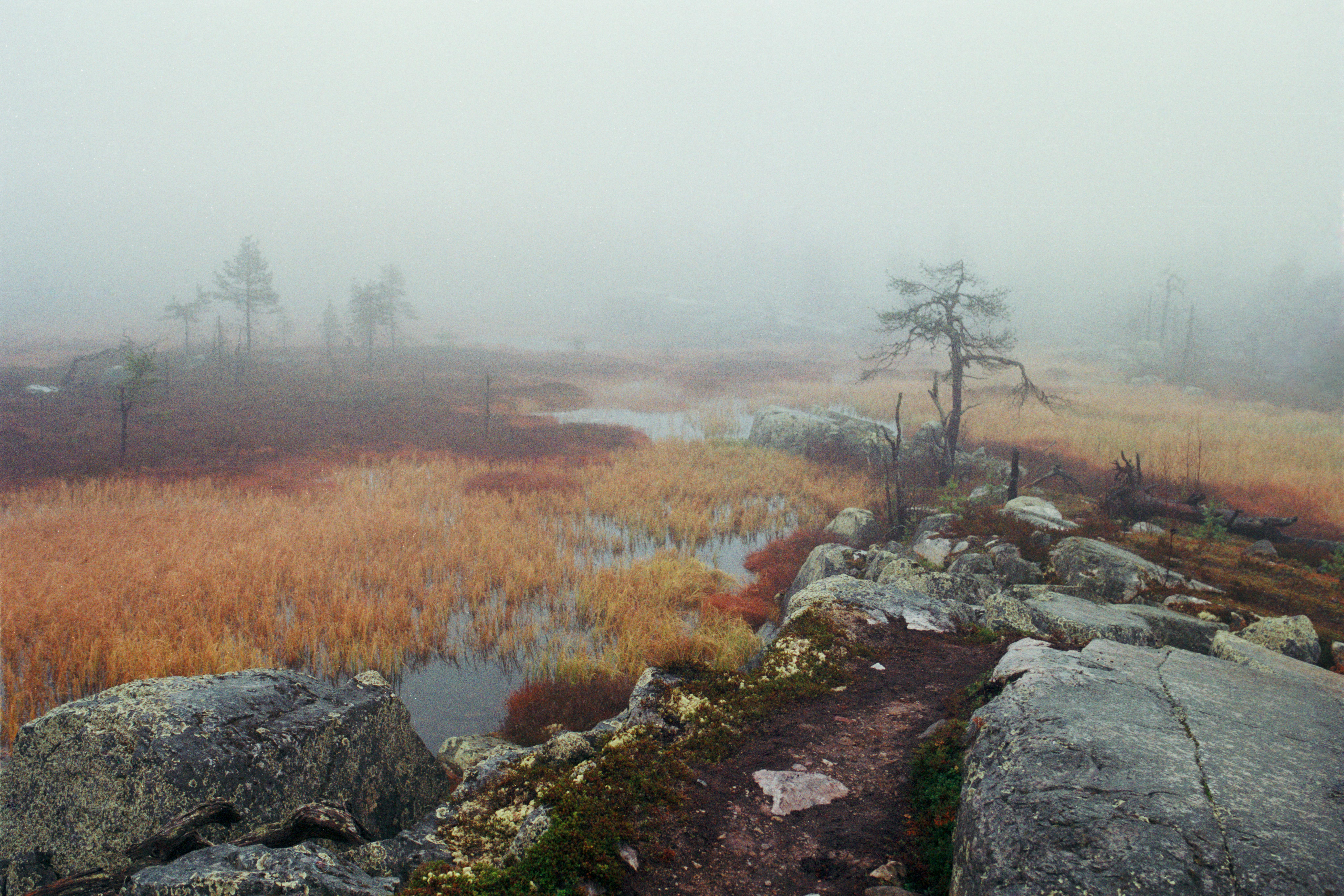 Marsh covered in Fog · Free Stock Photo