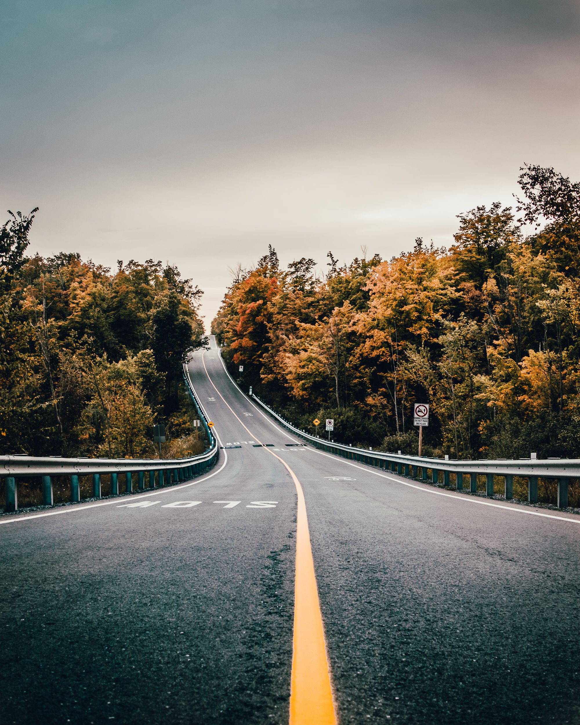 An Empty Road Between Trees · Free Stock Photo