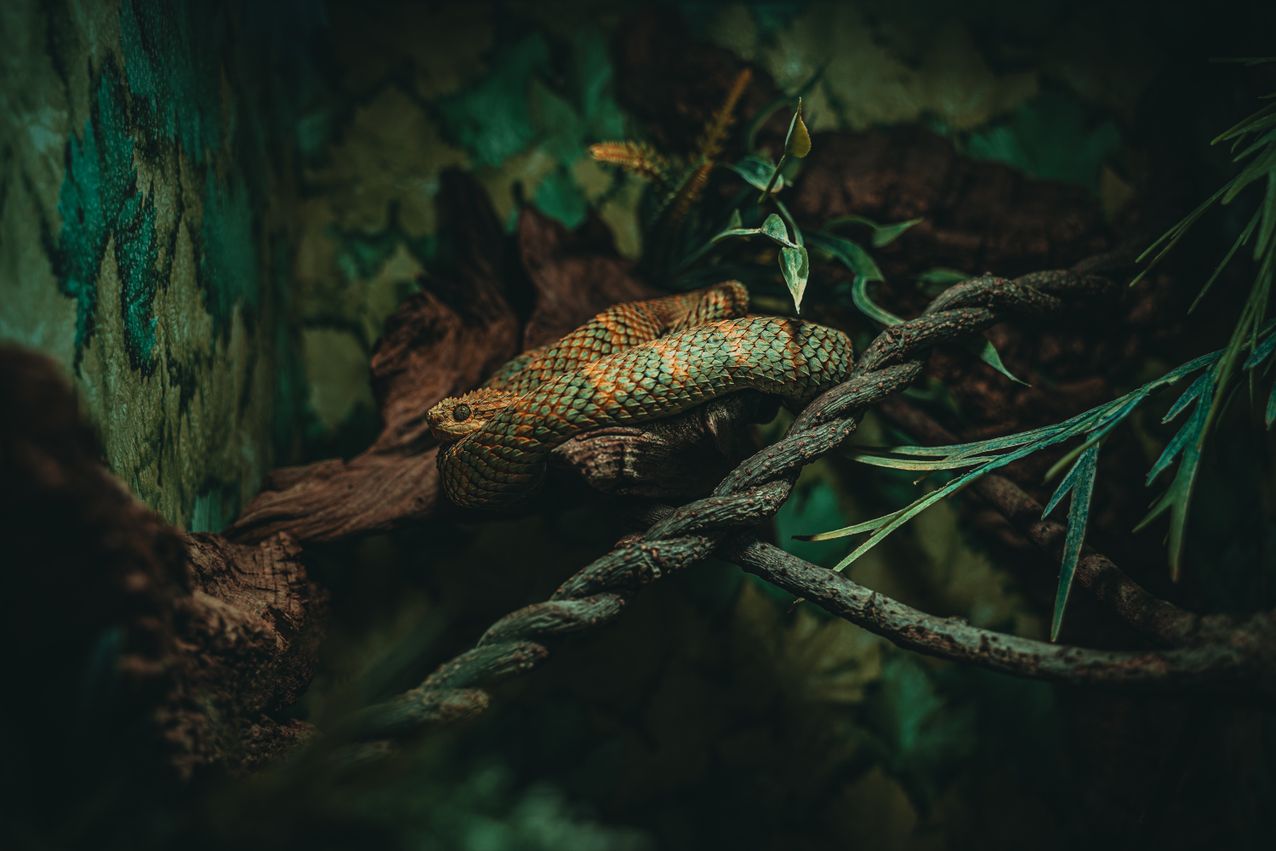 Western Green Mamba: Fun, Fast, and Fascinating Facts