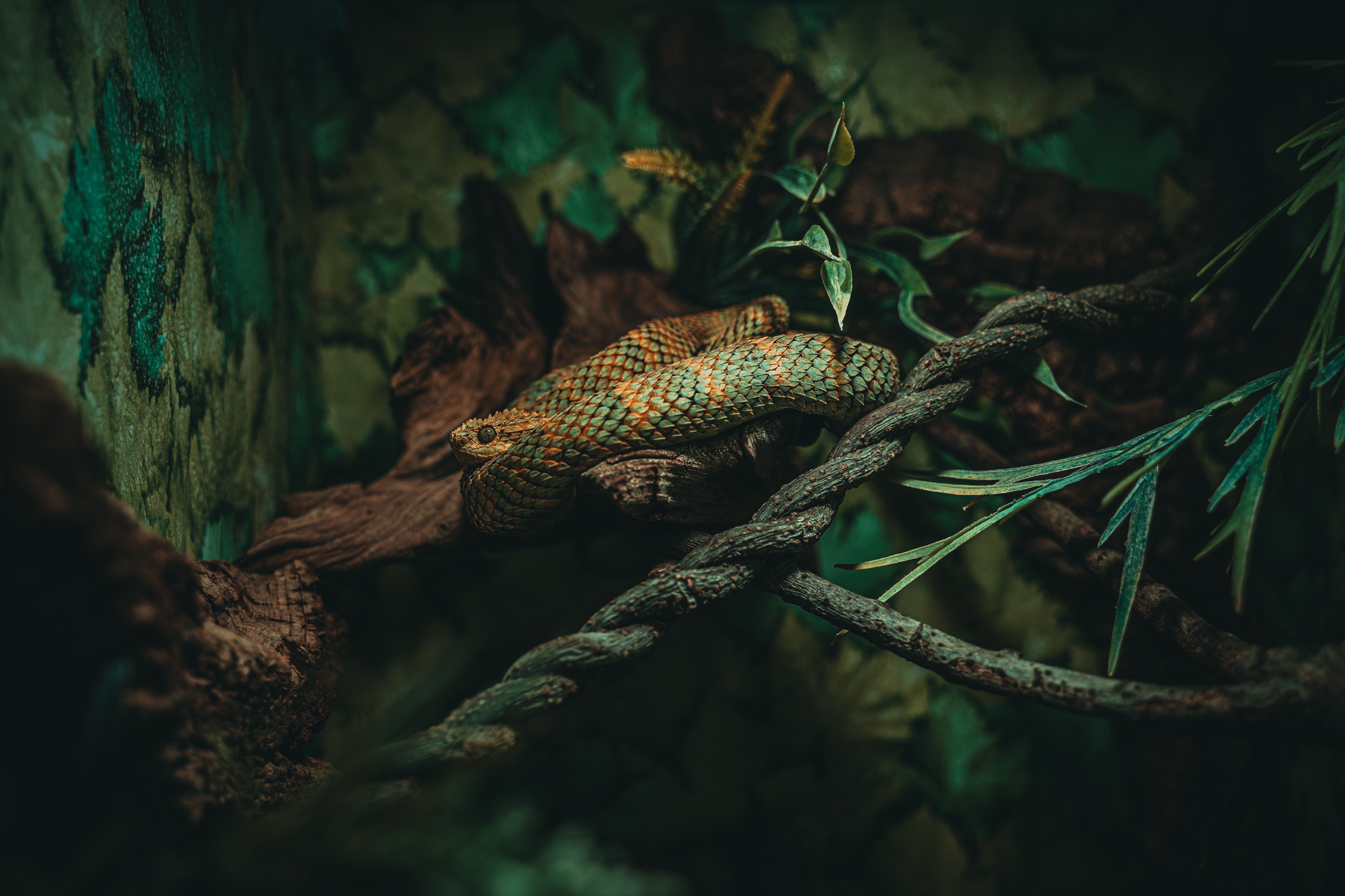 Close up of Snake · Free Stock Photo