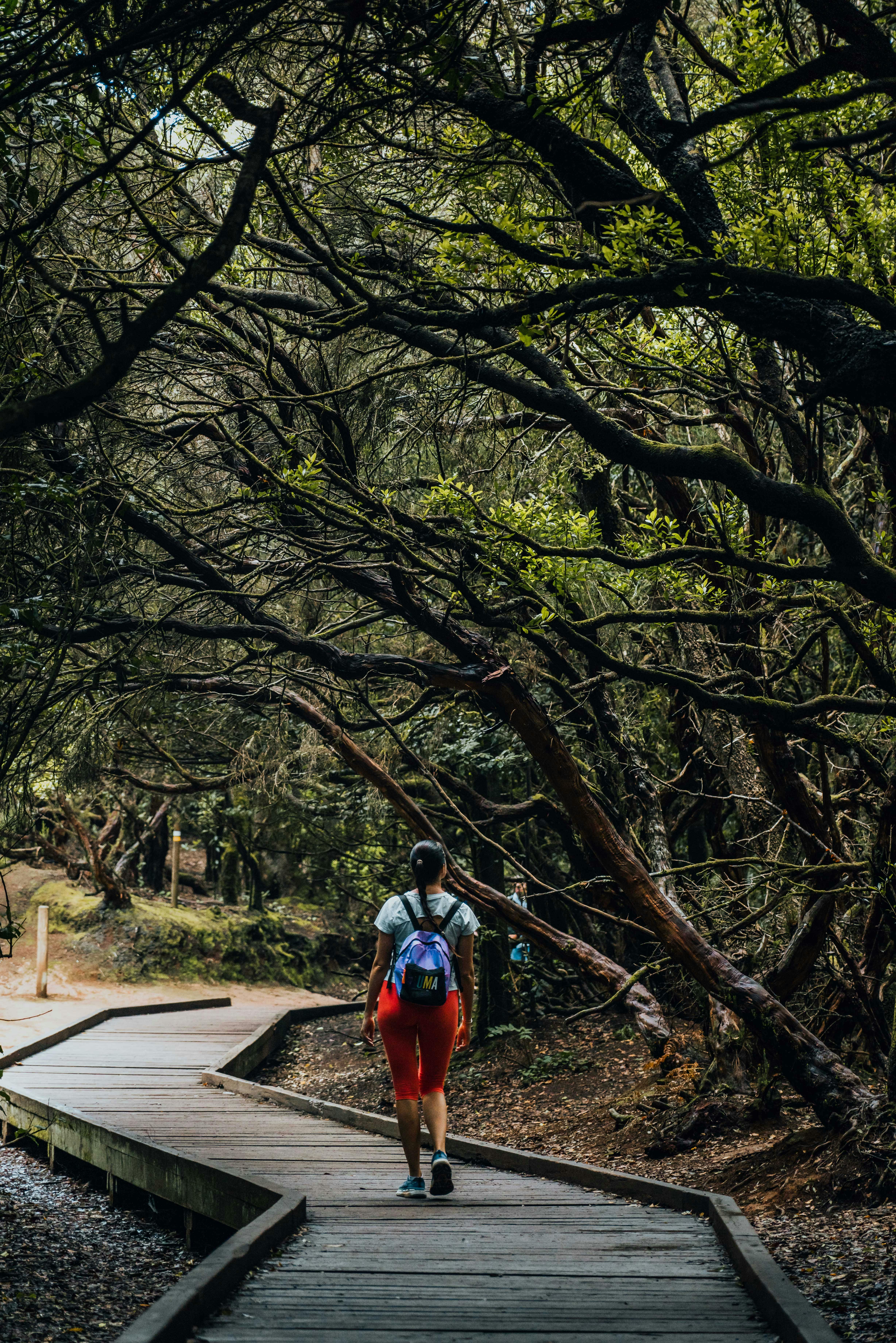 Back View of a Woman Walking on Wooden Pathway in the Forest · Free ...