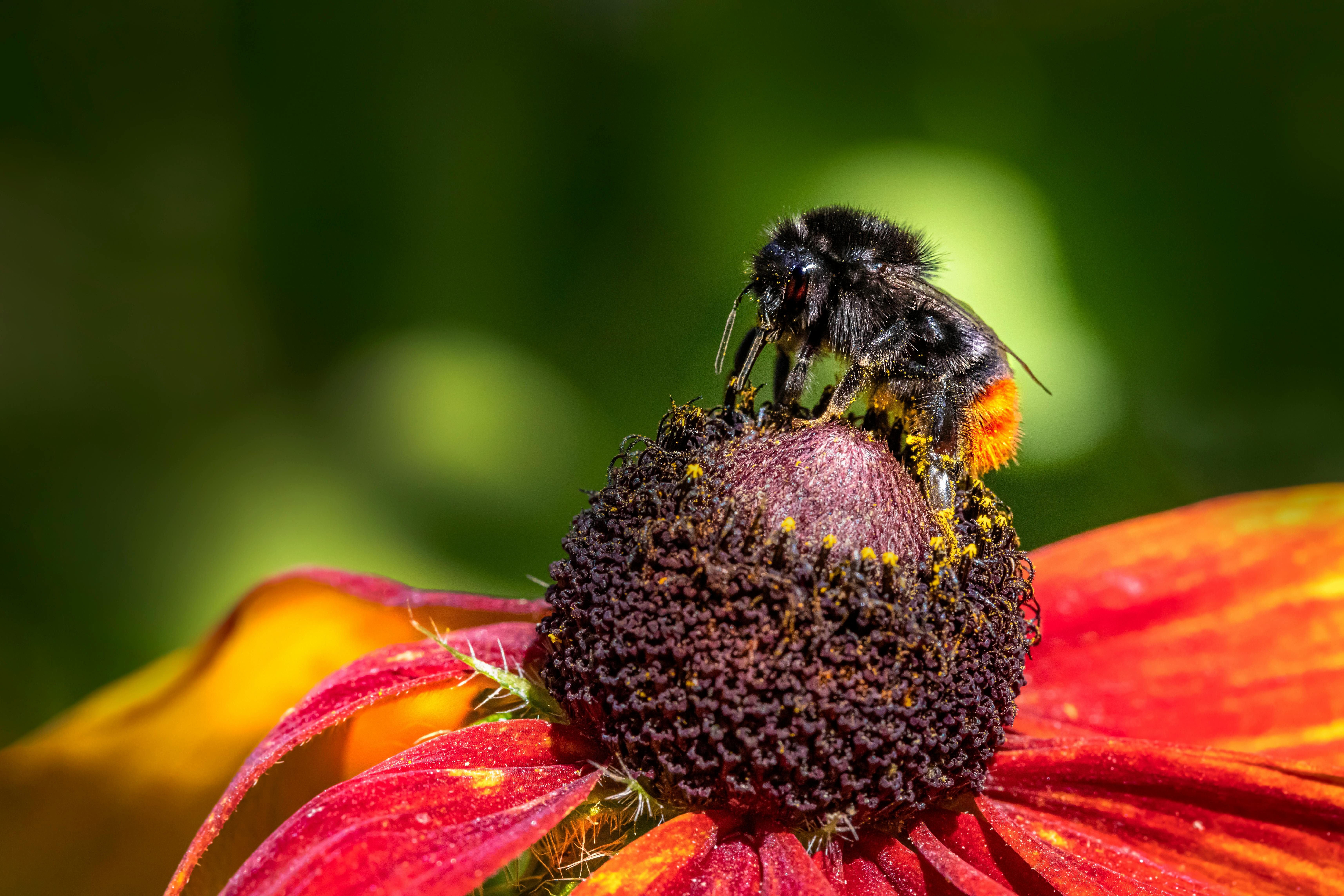 Close-up Photo of Bee in Flower · Free Stock Photo