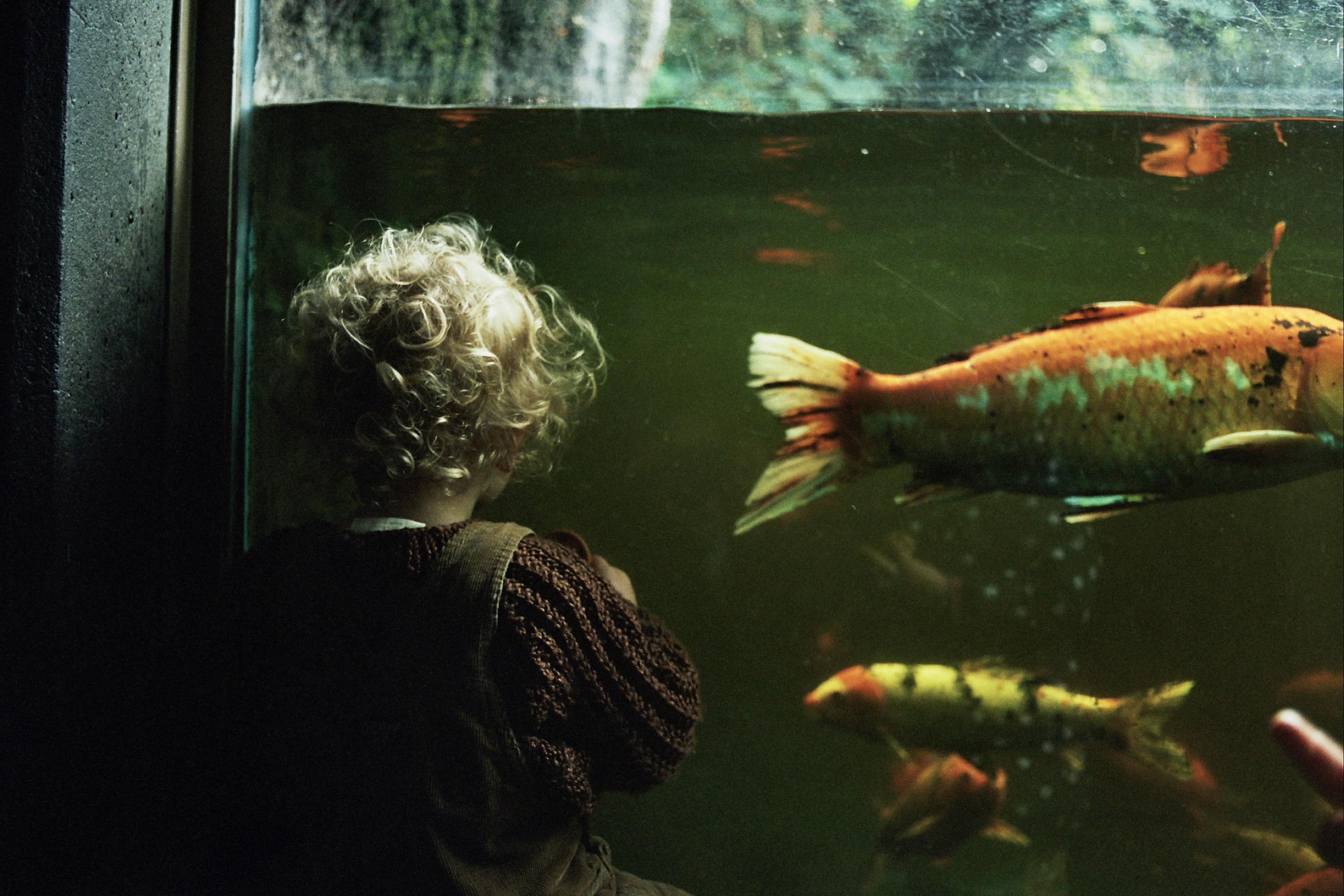 Boy Watching Fish in Aquarium · Free Stock Photo