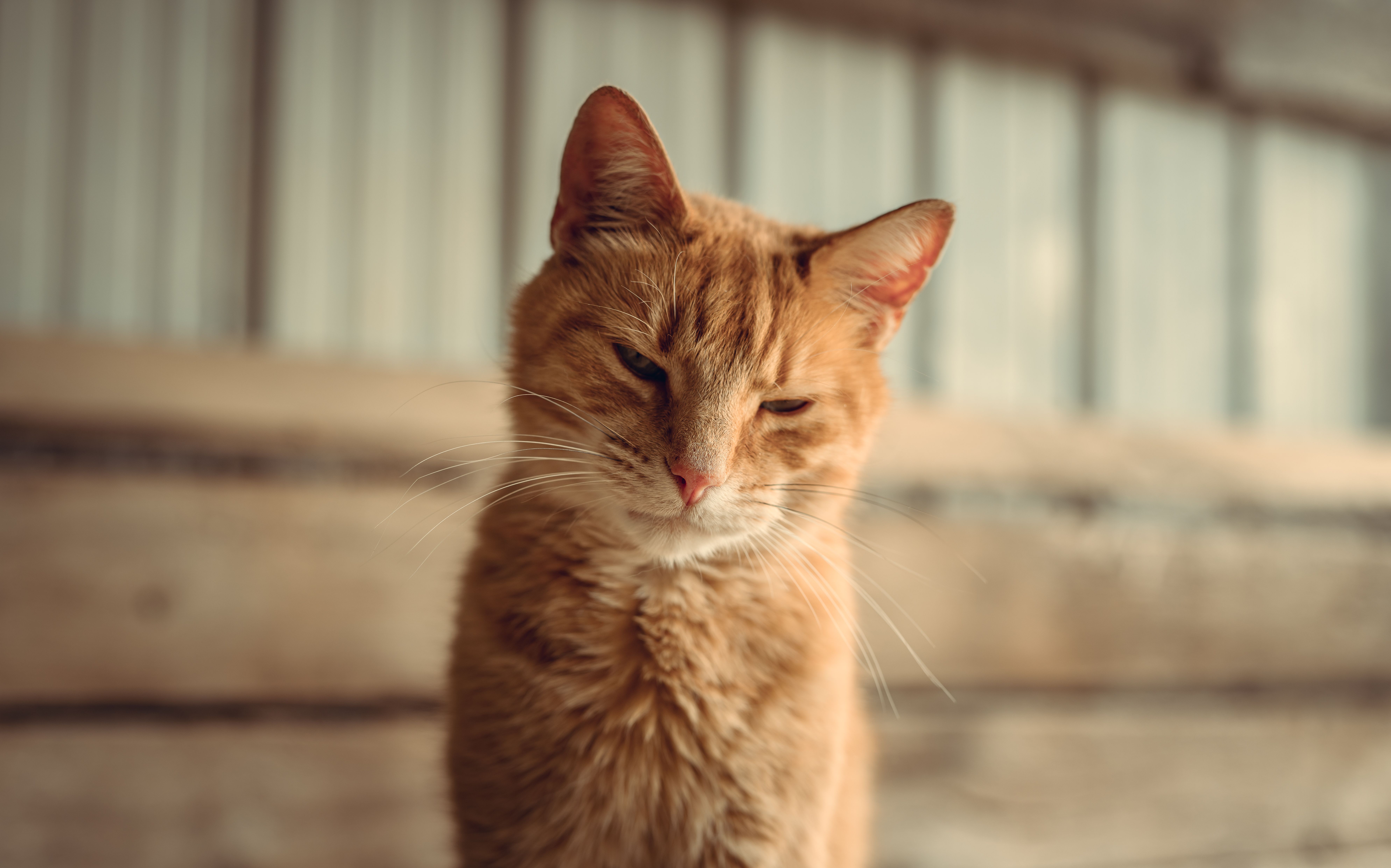 Close Up Shot of an Orange Tabby Cat · Free Stock Photo