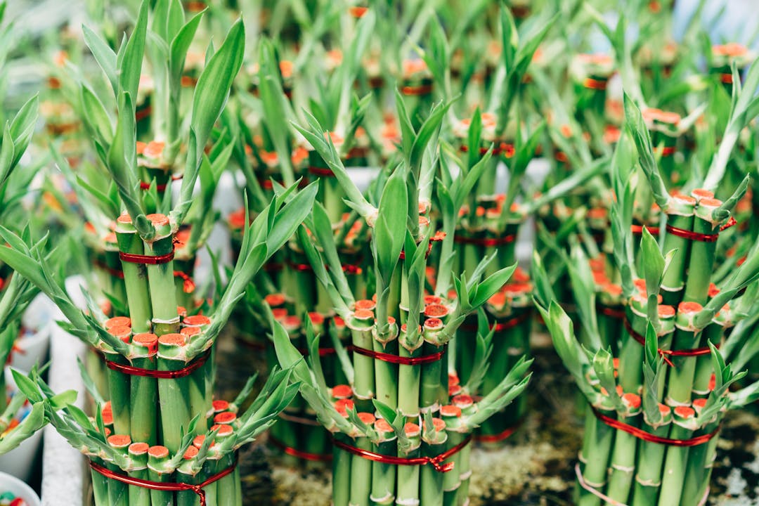 Lucky Bamboo Indoor Plant: Simple Care Tips for Beginners