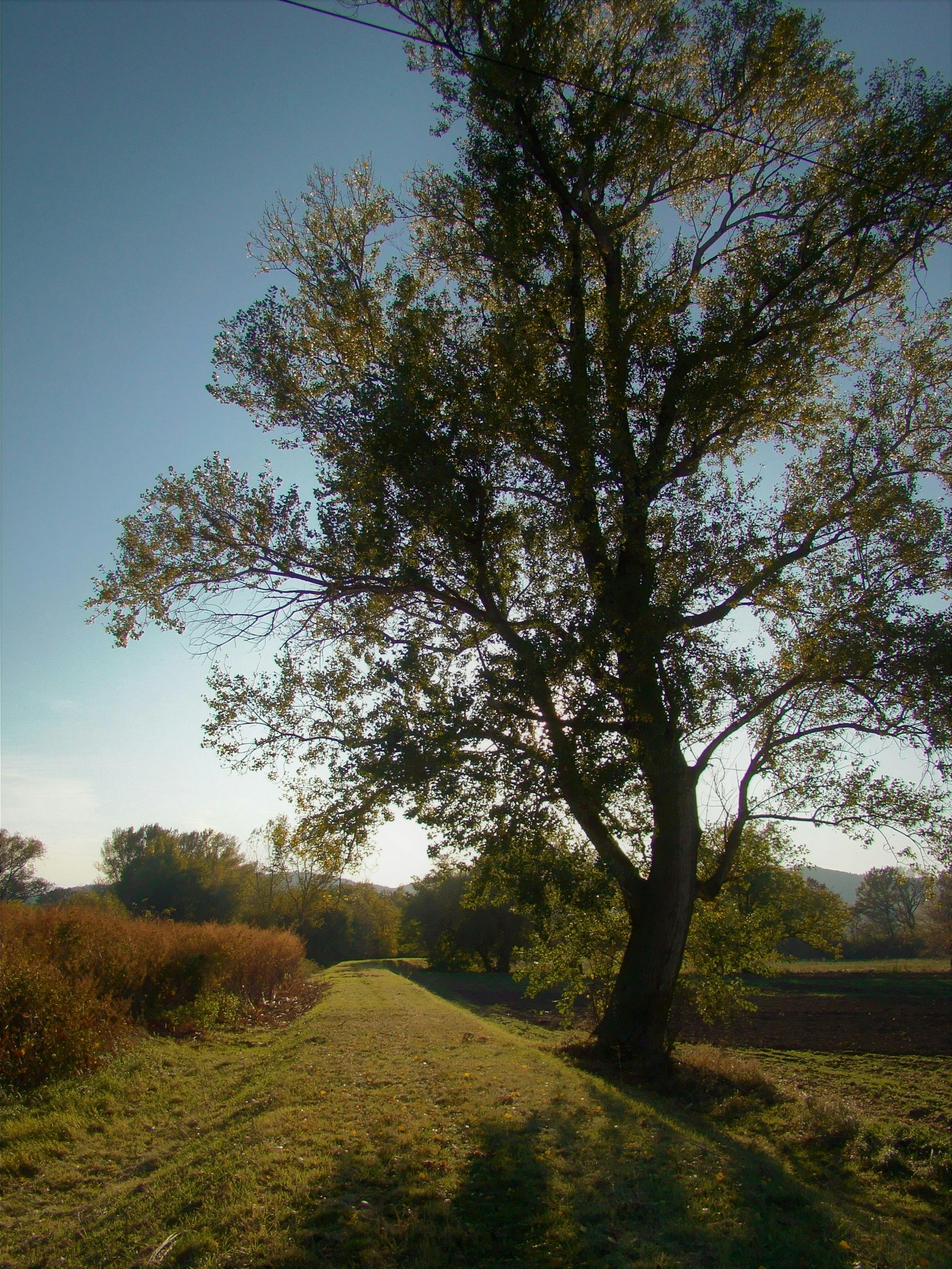 A Green Tree on Green Grass Field · Free Stock Photo