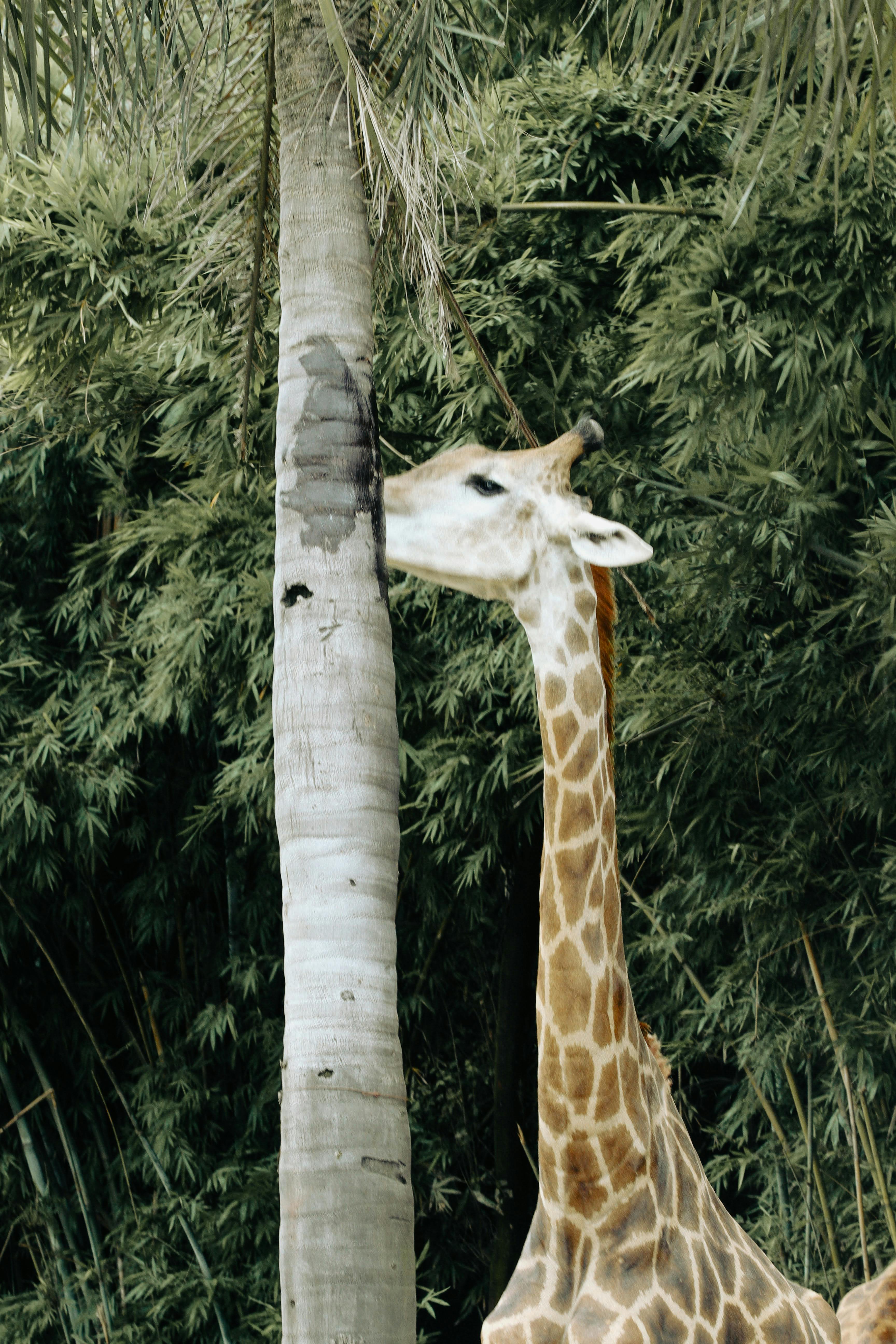 Baby Giraffes Standing under Palm Tree · Free Stock Photo