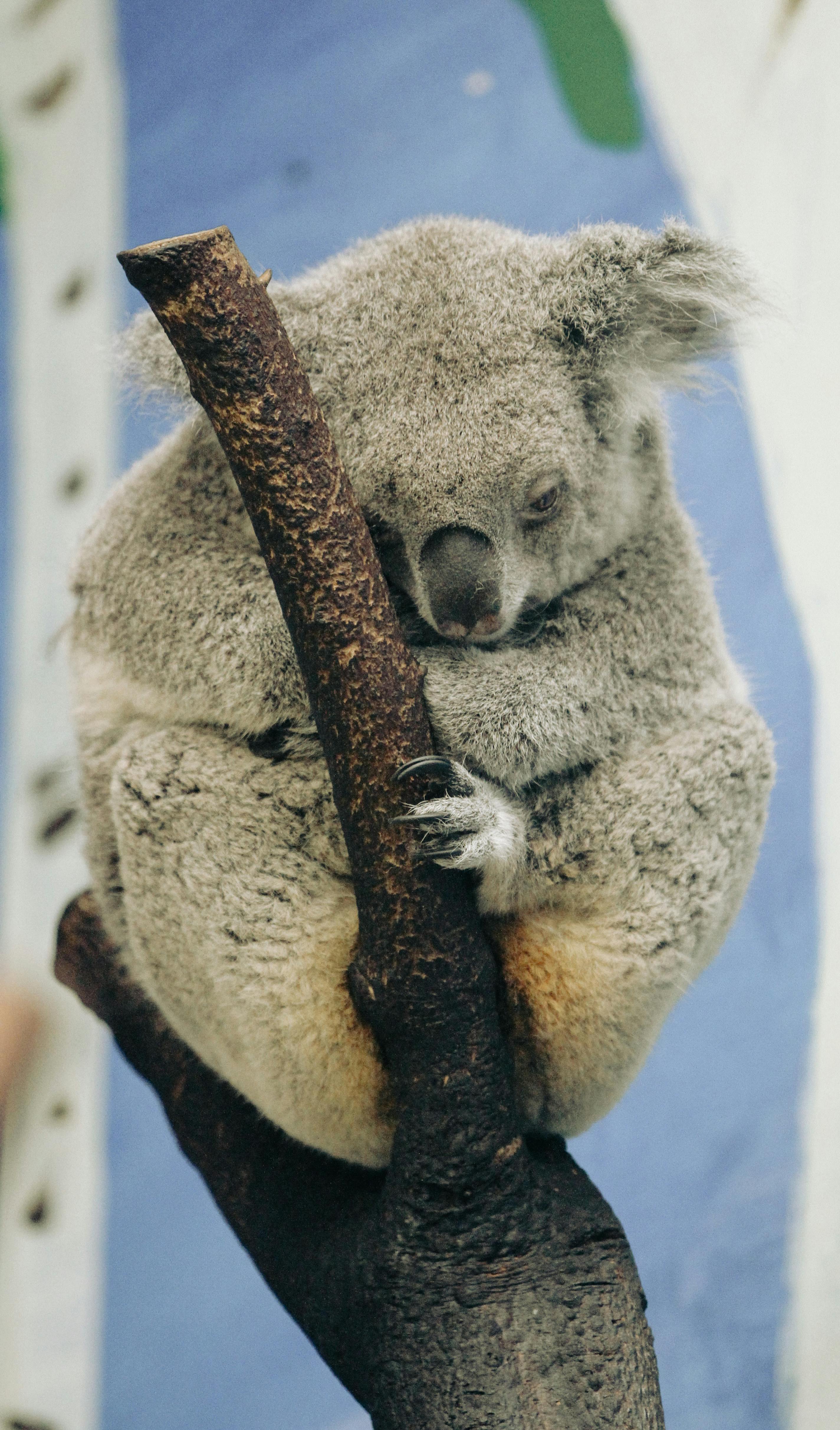 Close-Up Shot of a Koala · Free Stock Photo