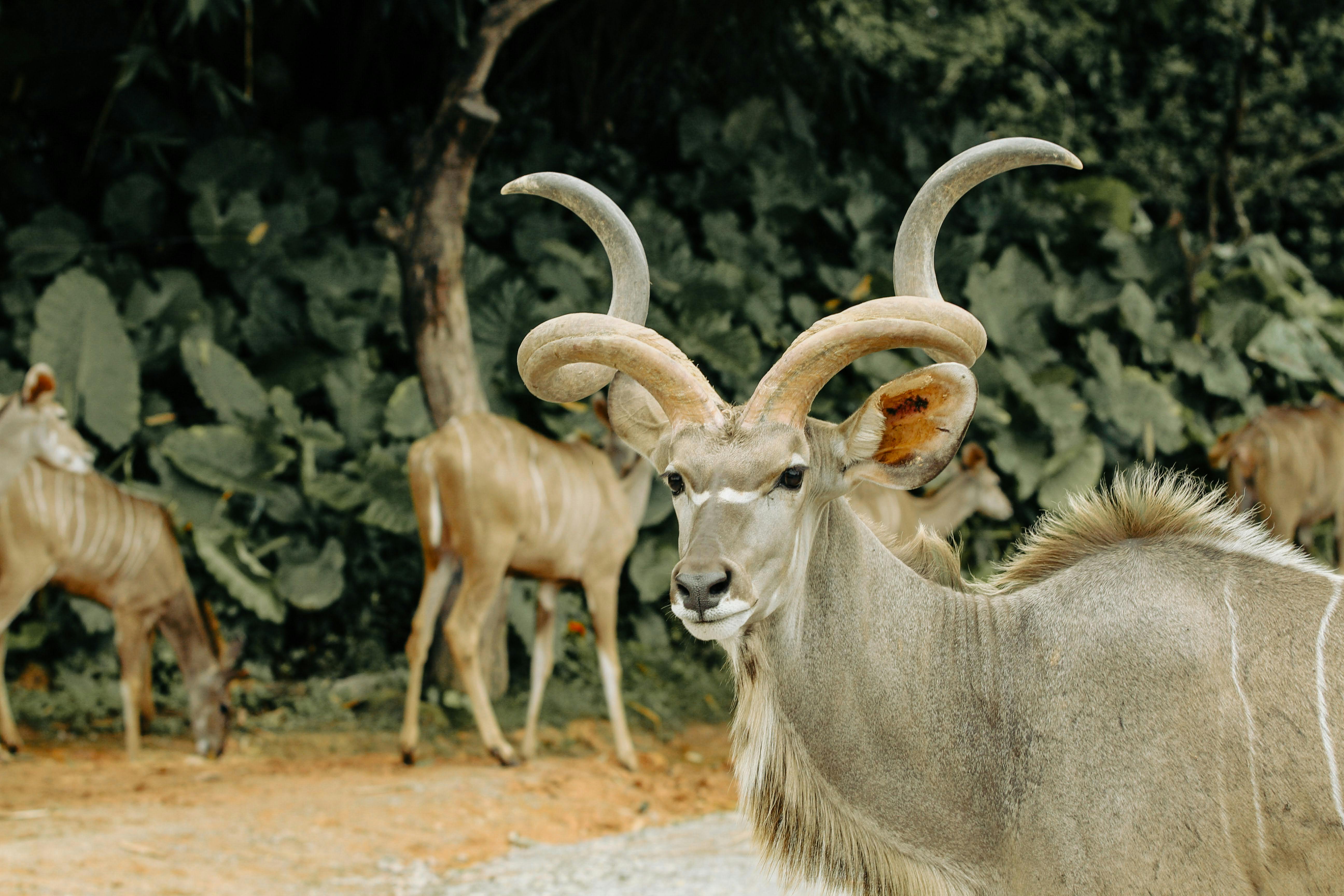 Kudu an Animal with Long Horn Looking Afar · Free Stock Photo